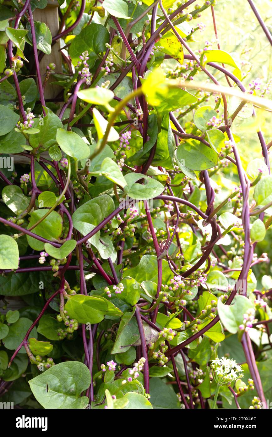 Basella alba 'rubra' - malabar spinach Stock Photo - Alamy