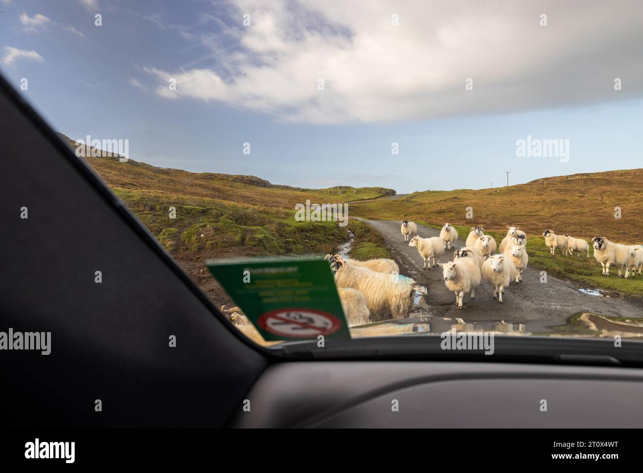 By car across the island, sheep on the road, Isle of Skye, Great ...