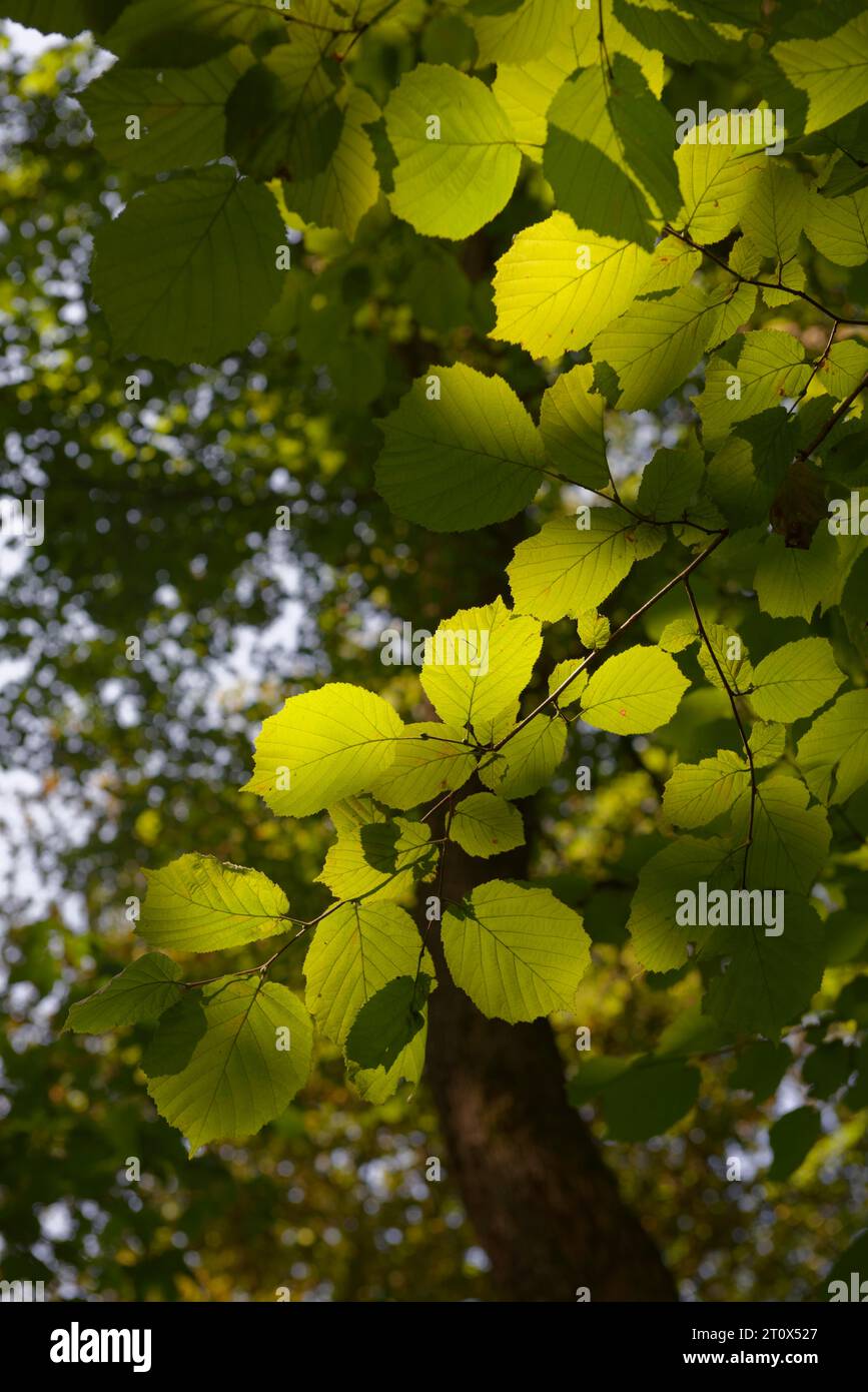 Light play with beech leaves, photosynthesis, chlorophyll, biology ...