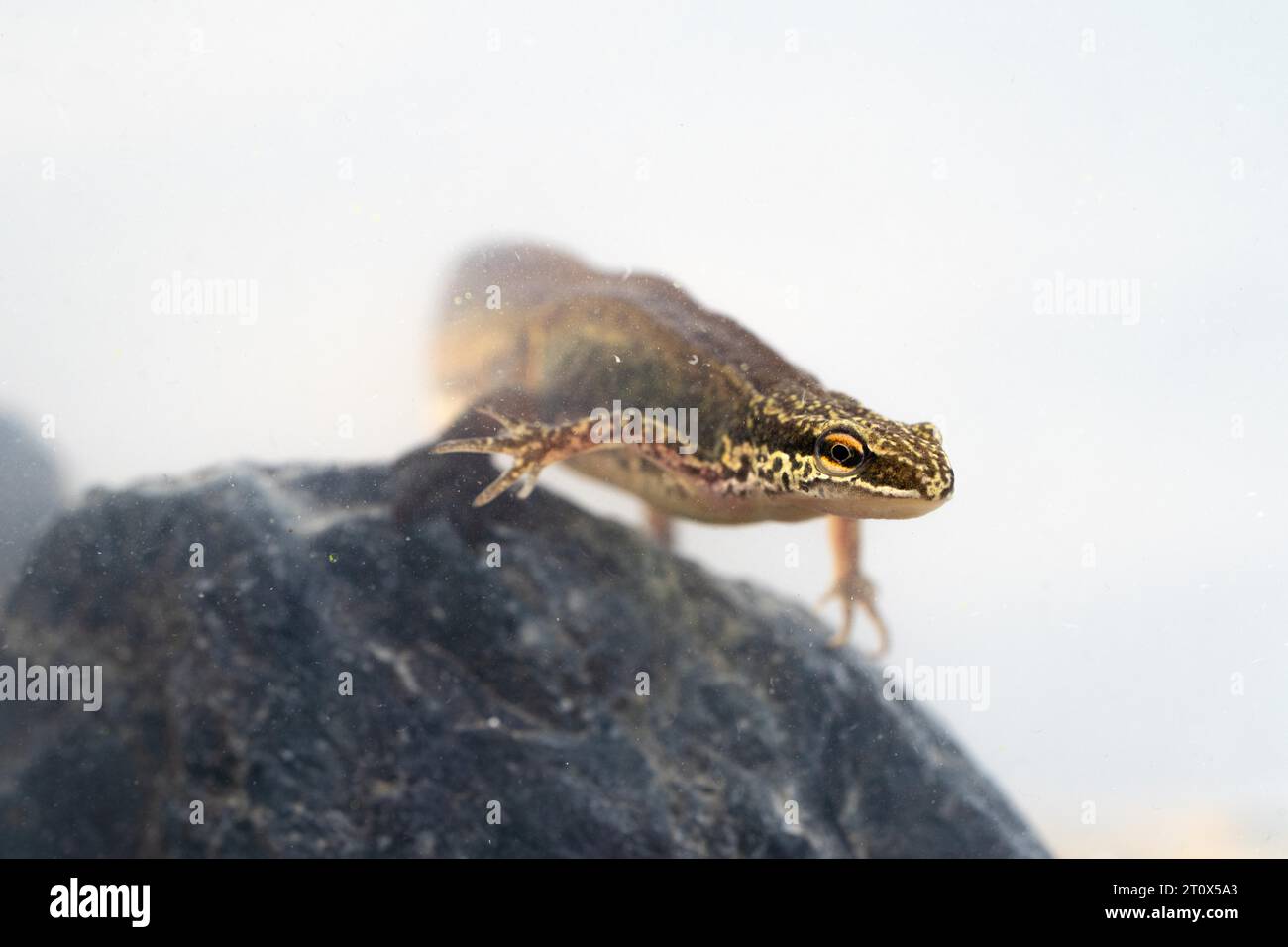 Newt spawning hi-res stock photography and images - Alamy