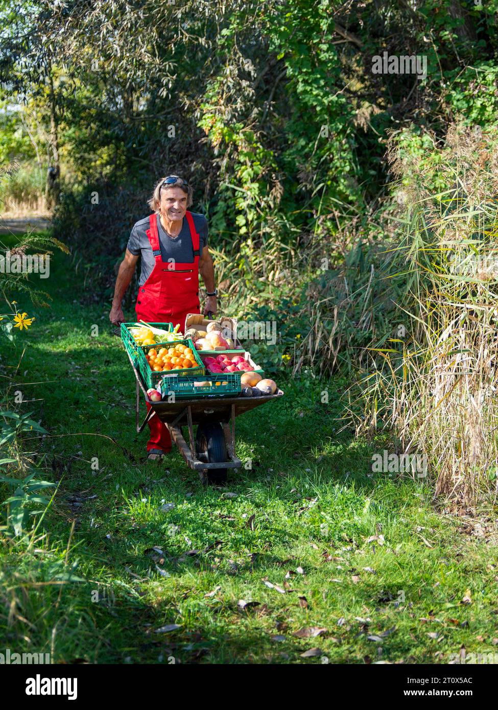 Man In Red Work Trousers Pushes Wheelbarrow Full Of Different Fruits On Green Path Healthy