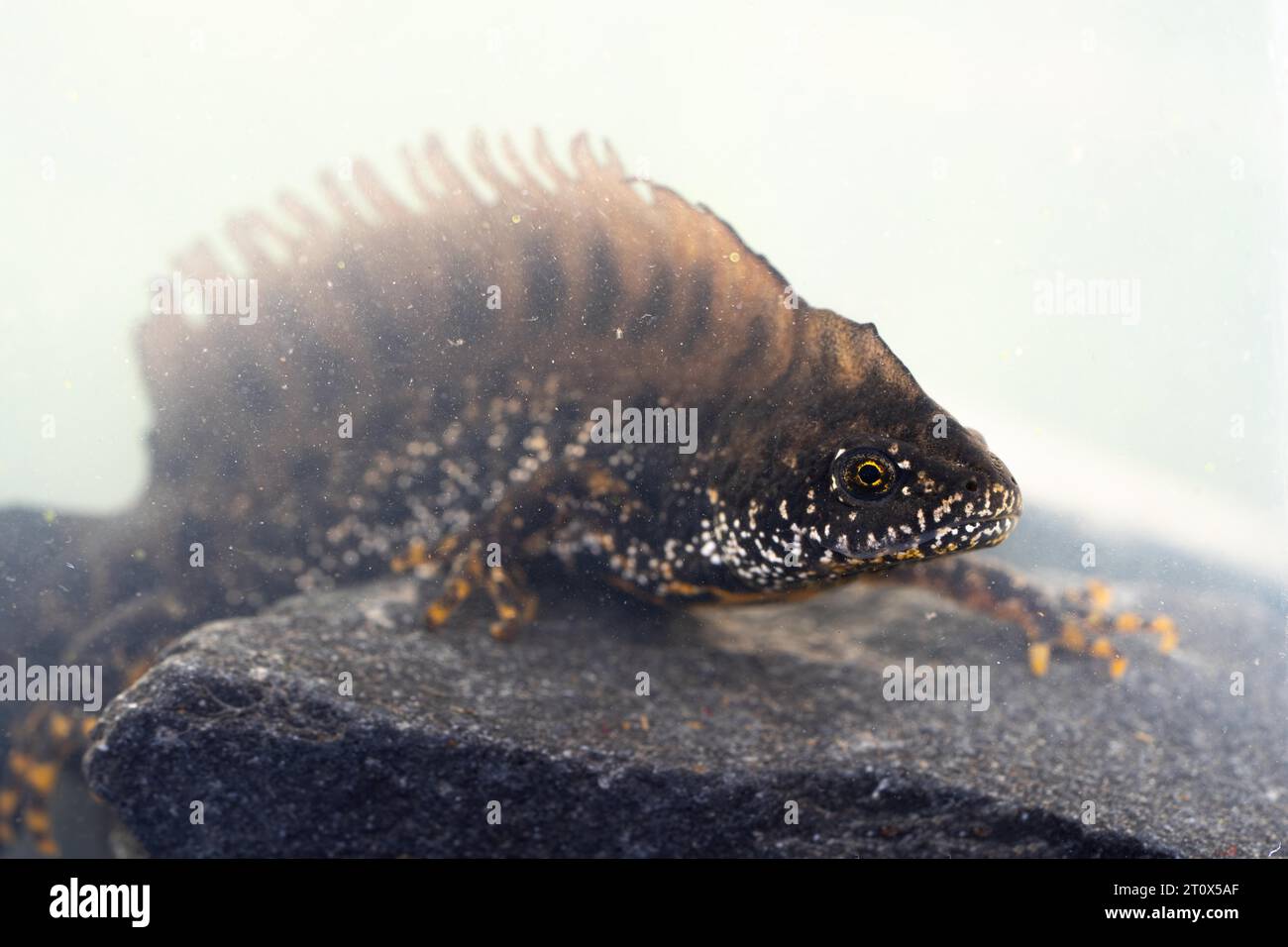 Northern crested newt (Triturus cristatus), male in water spawning ...