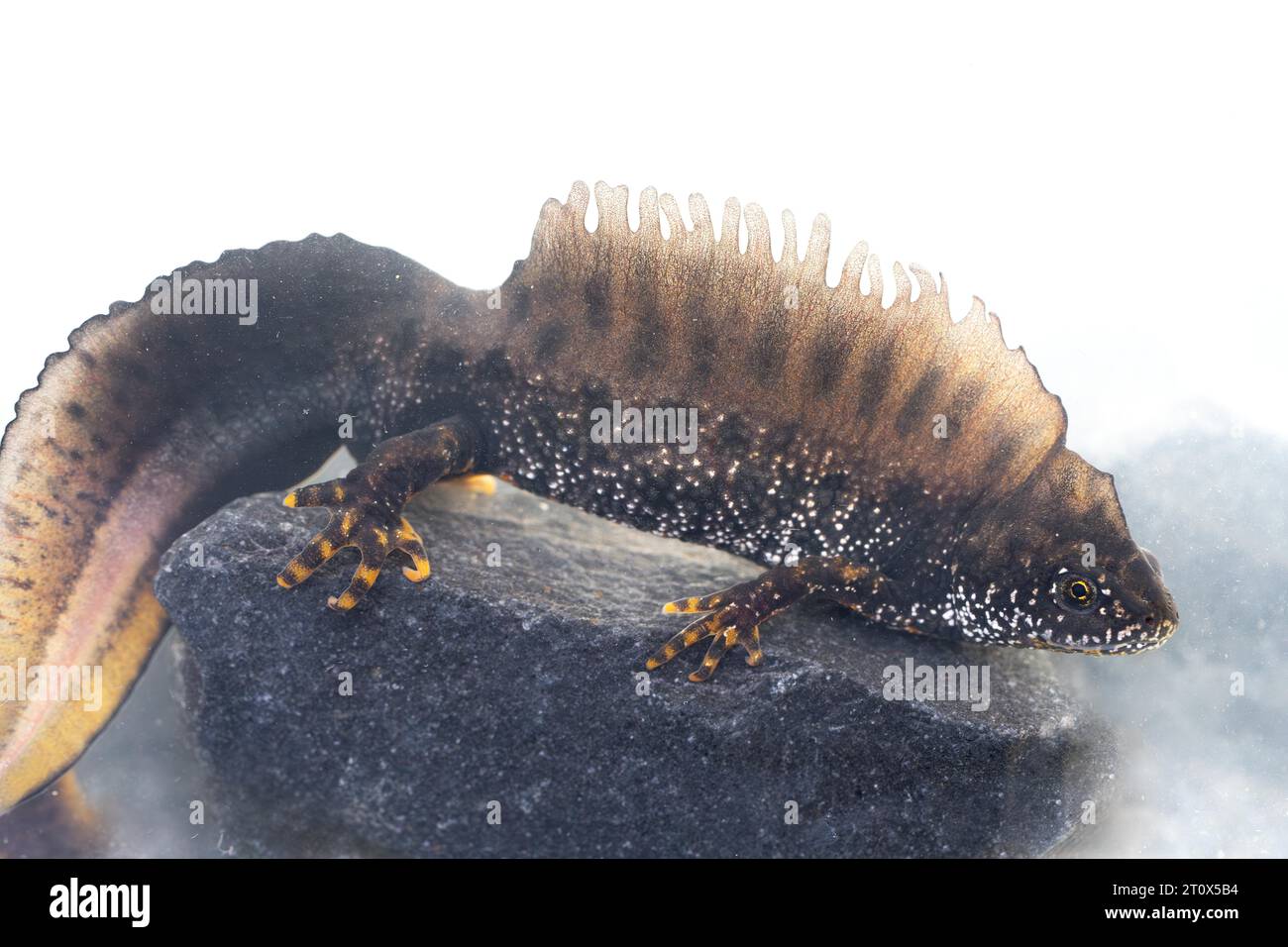 Northern crested newt (Triturus cristatus), male in water spawning ...