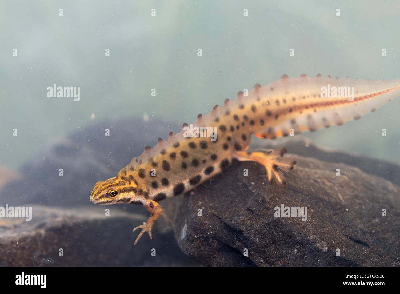 Common newt (Lissotriton vulgaris), male in water spawning swims in the water, underwater photo ...