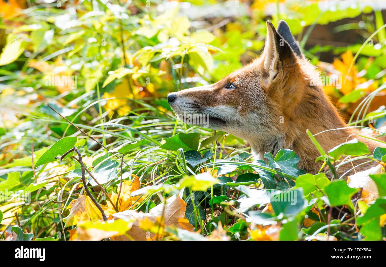 Red fox (Vulpes vulpes) looking out of sunny vegetation of ivy (or ...