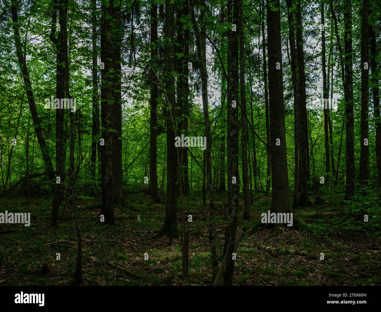 tree trunks in green summer forest with foliage and leaves on the ...