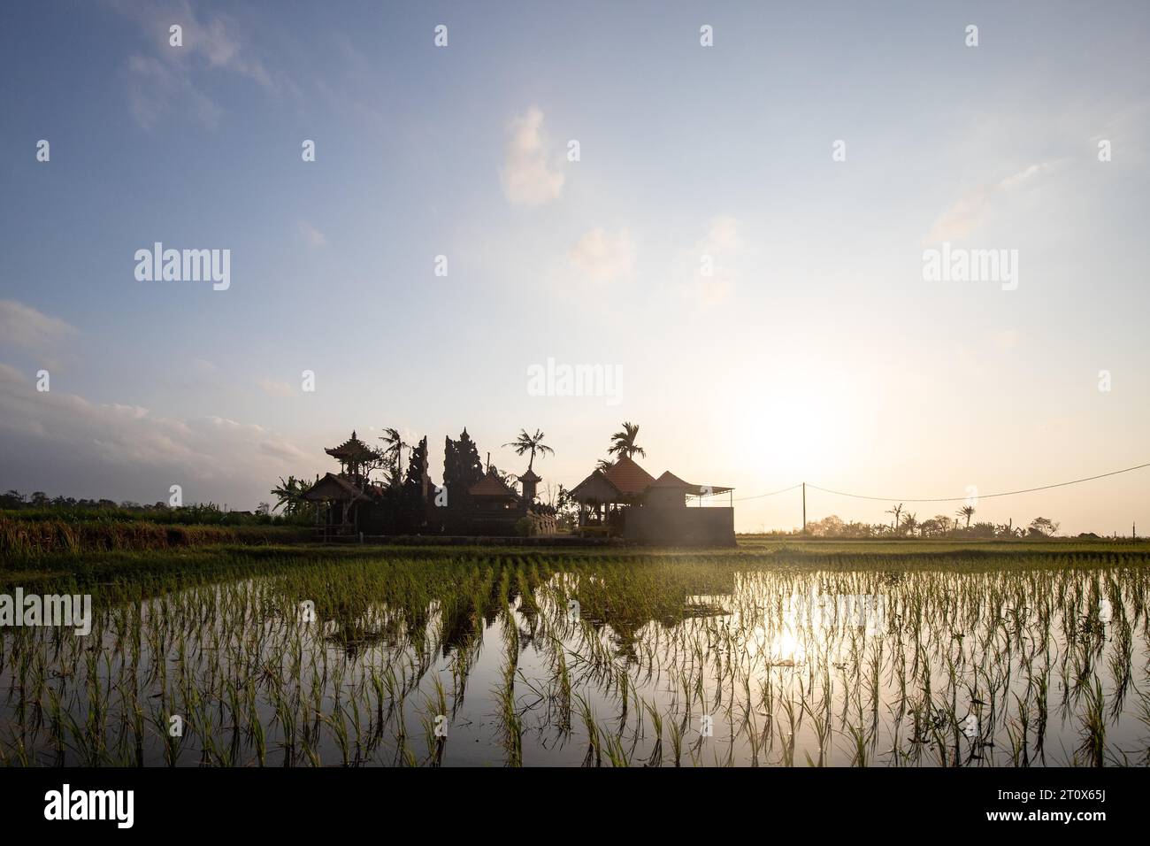Great fresh rice terraces with water in the morning. View over fish ...