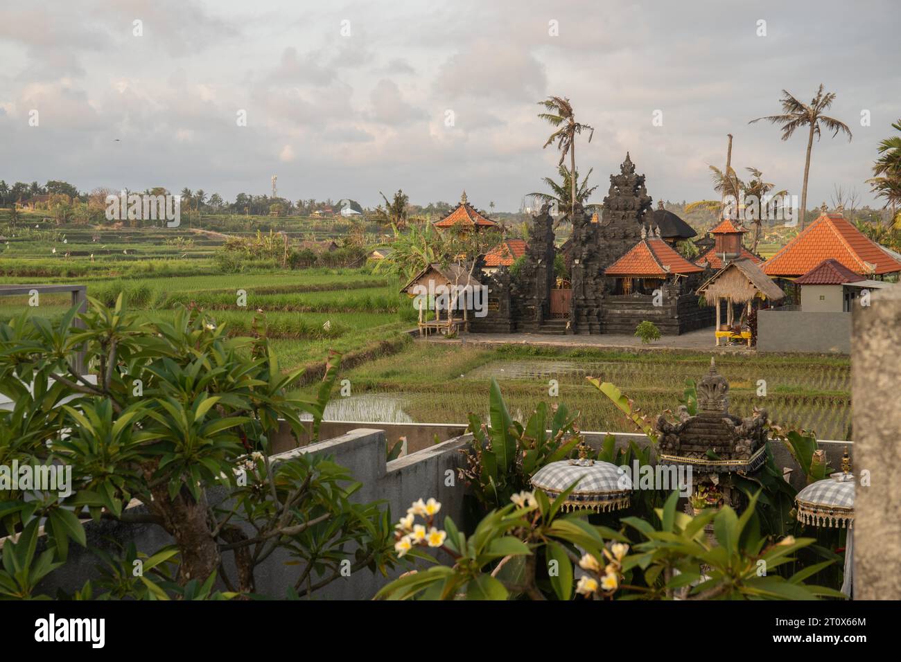 Great fresh rice terraces with water in the morning. View over fish ...