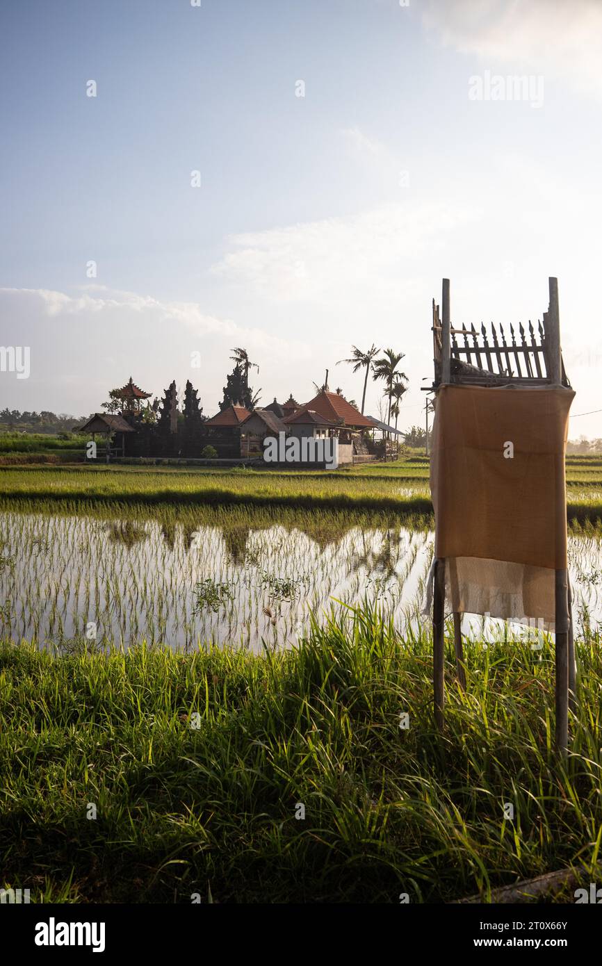 Great fresh rice terraces with water in the morning. View over fish ...