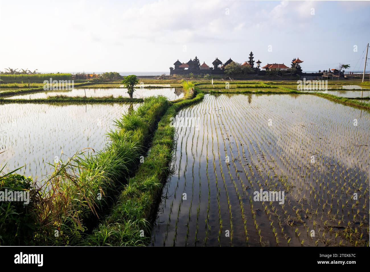 Great fresh rice terraces with water in the morning hi-res stock ...