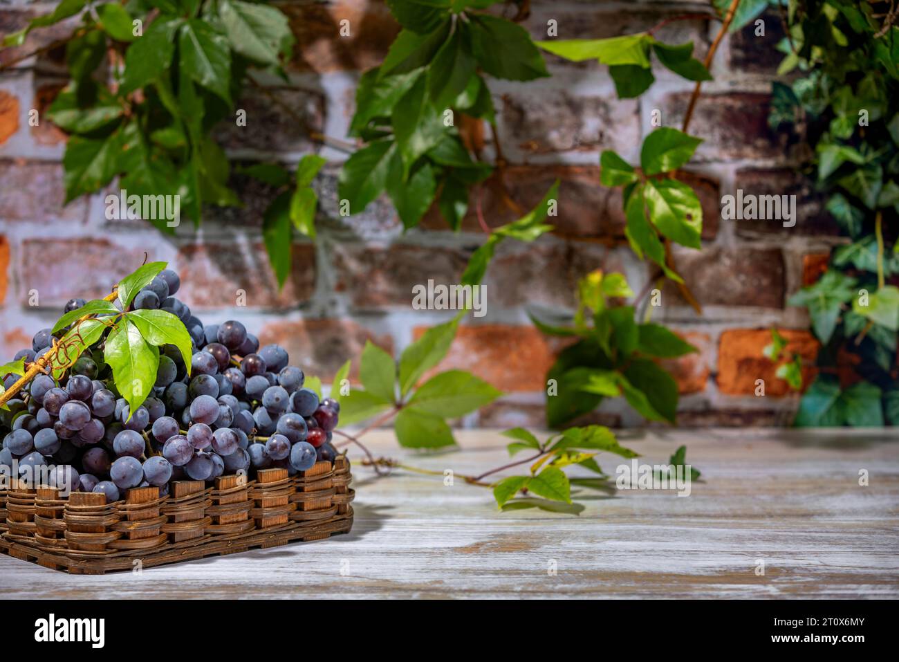Blue burgundy grapes in baskets in front of brick wall with leaves ...