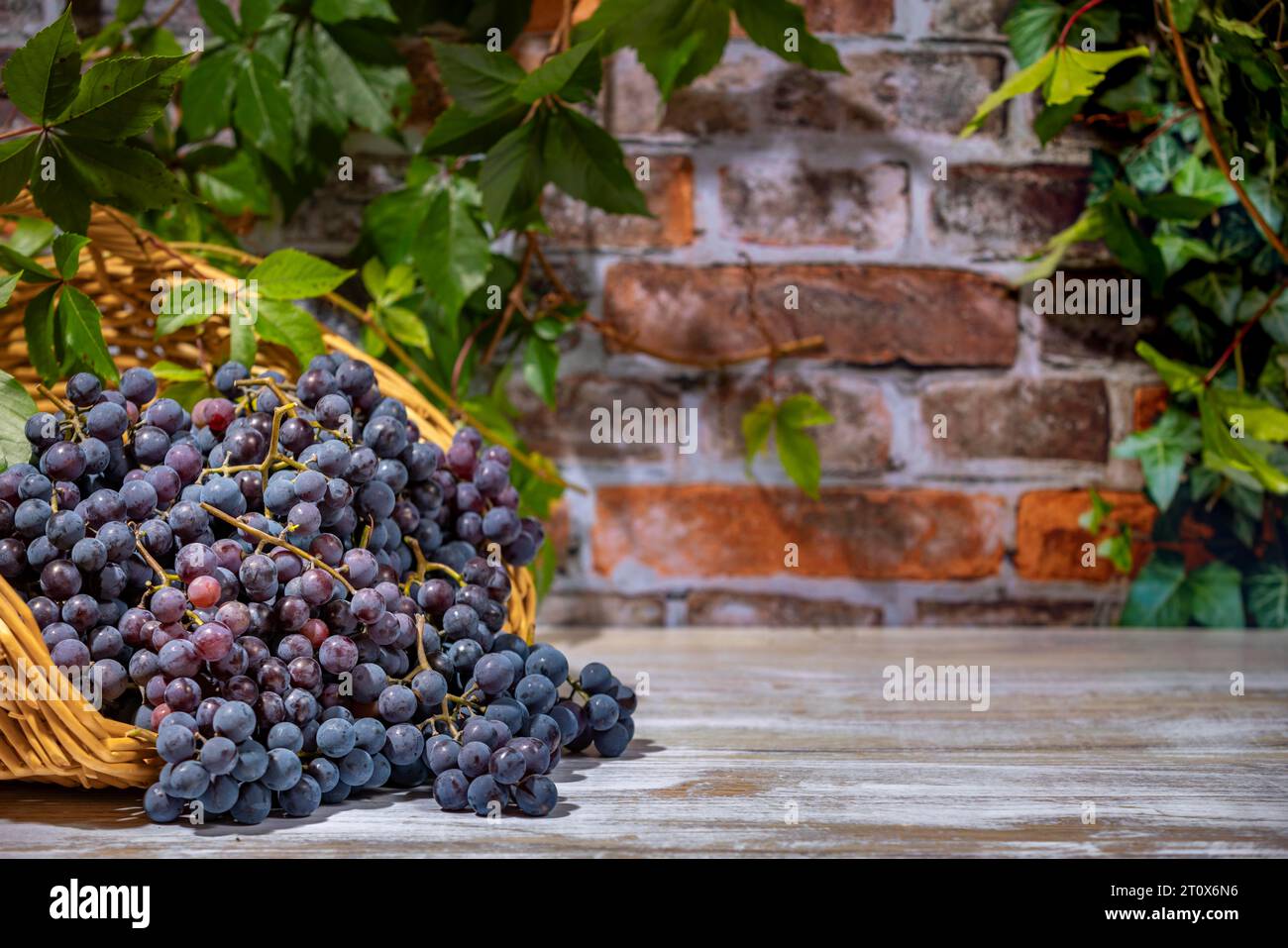 Blue burgundy grapes in and next to basket in front of brick wall with ...