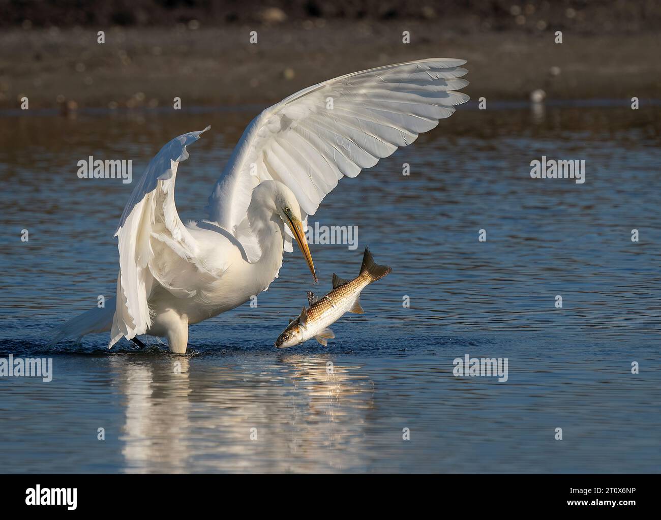 A closeup of a white heron hunting a fish in a river Stock Photo - Alamy