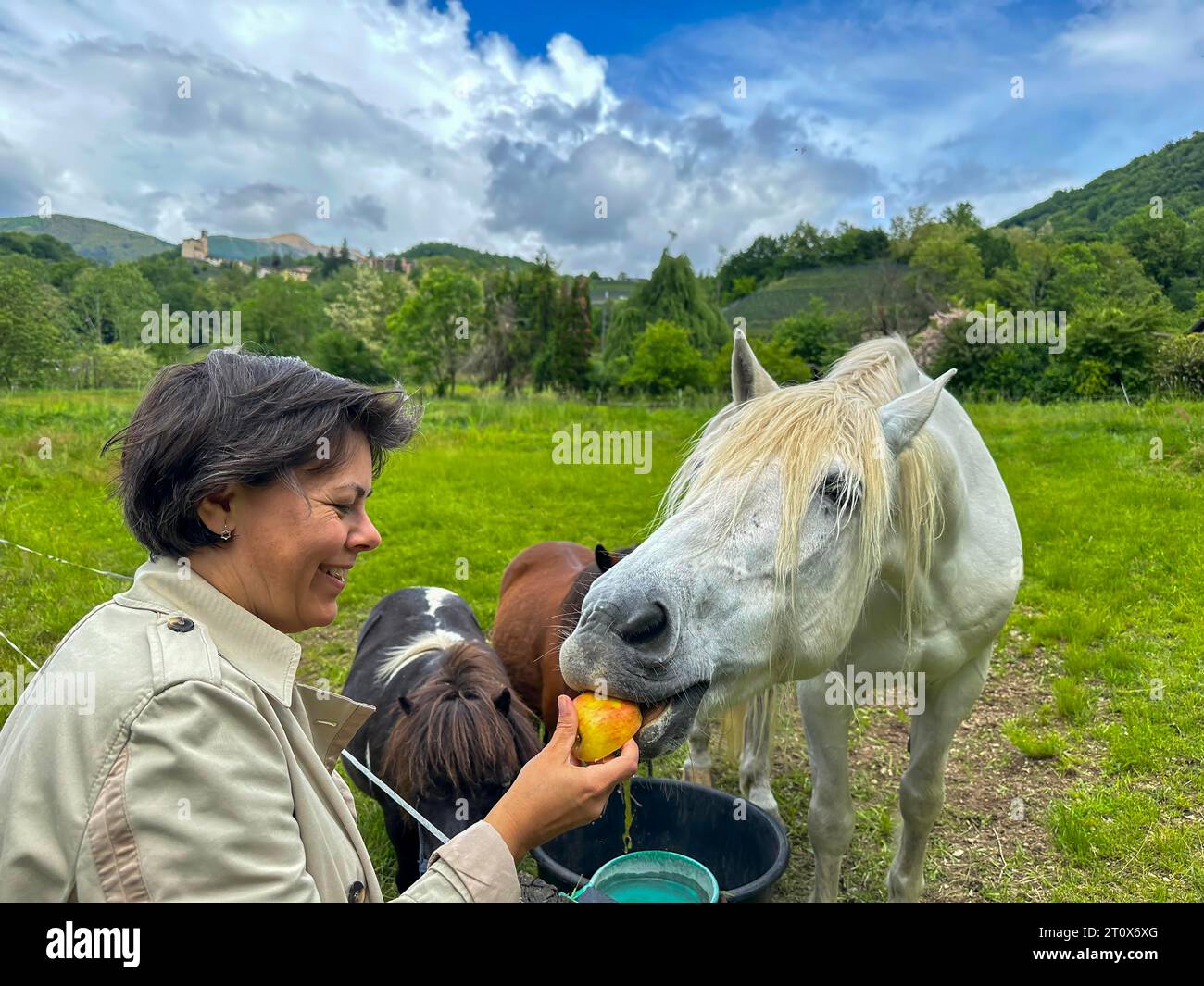 White Horse Eating Apple