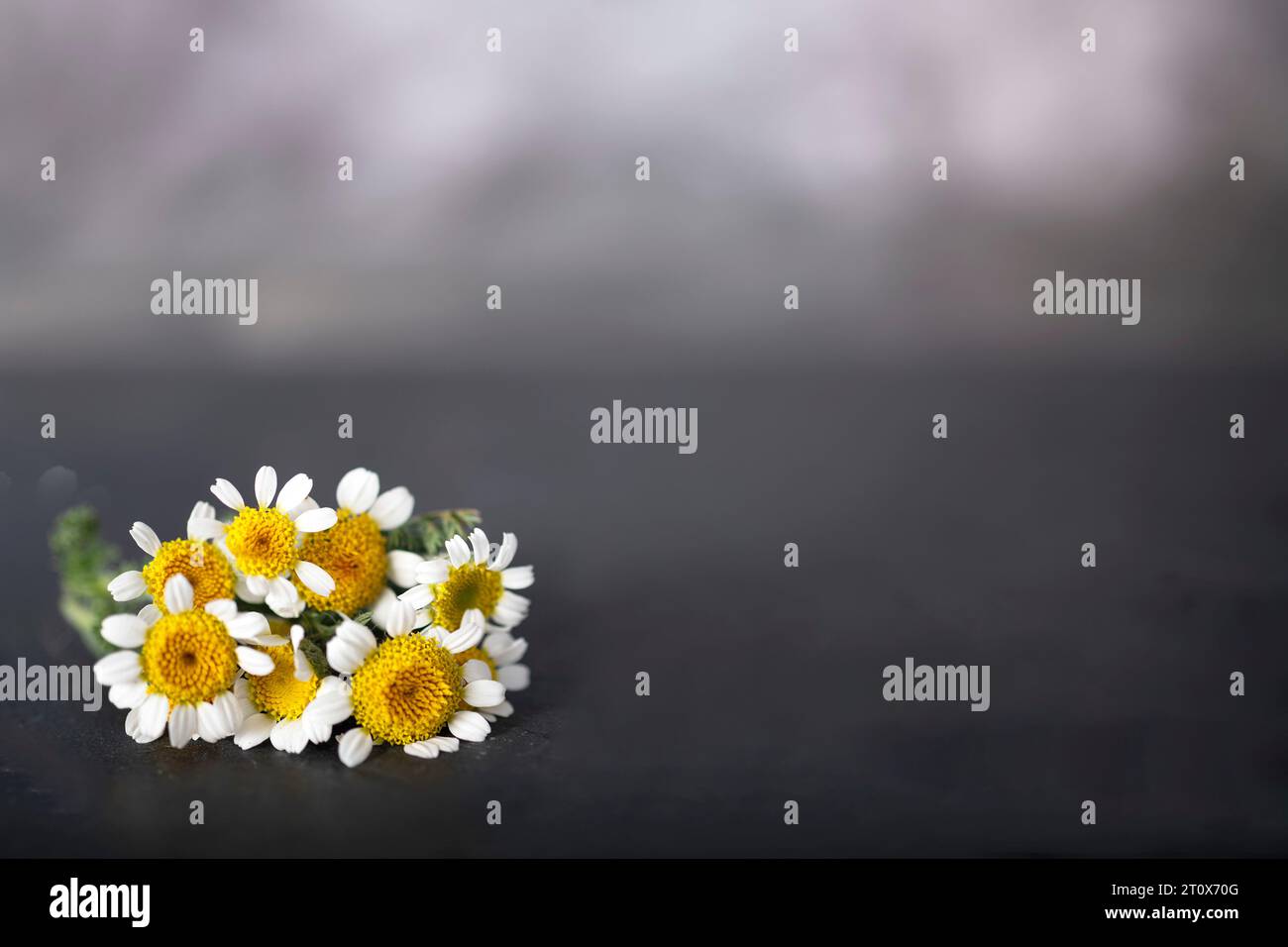 Chamomile flower in front of color background Stock Photo - Alamy