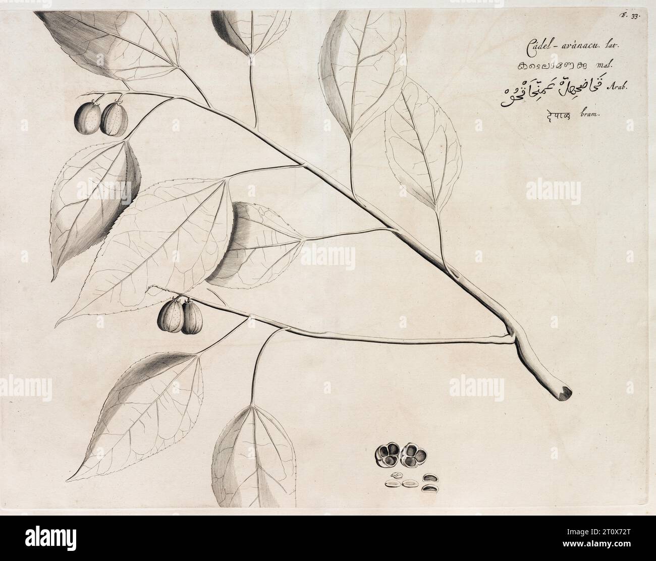 Cadel Aranacu, copperplate engraving by Hendrik Adriaan van Rheede tot ...