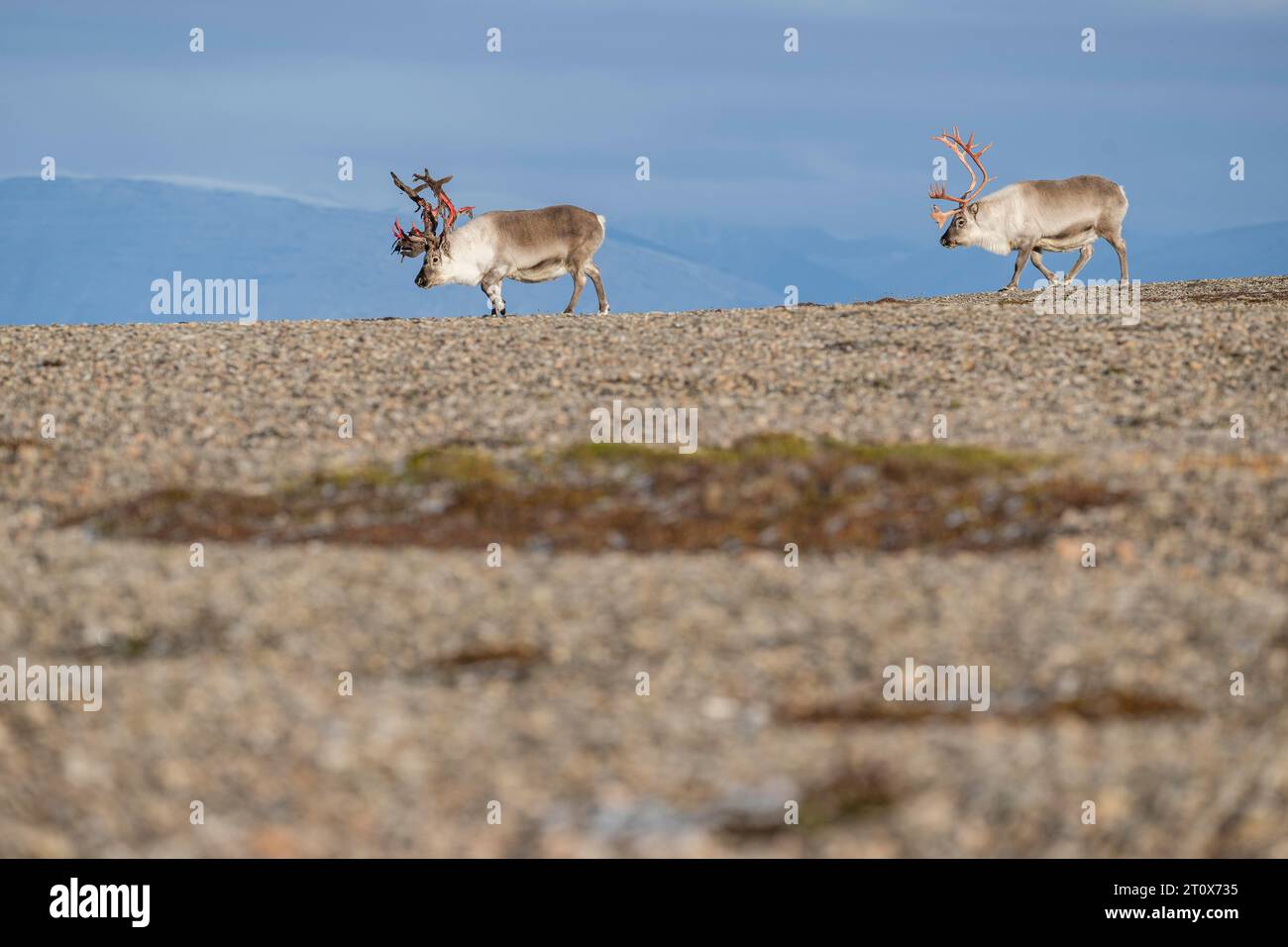 Svalbard reindeers (Rangifer tarandus platyrhynchus), male, bull with ...