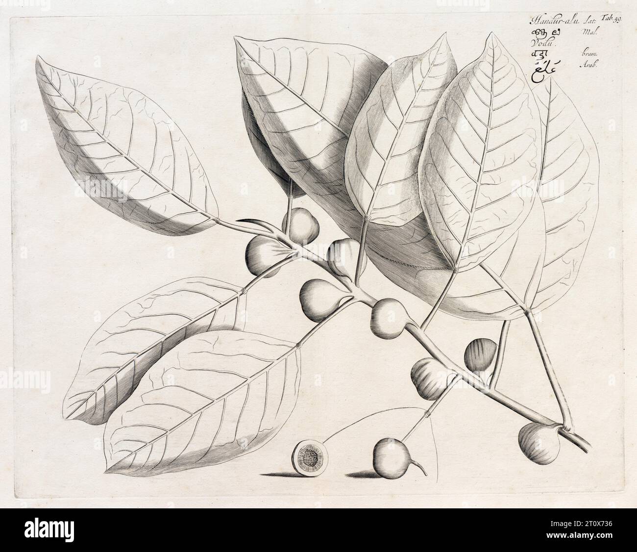 Handur Alu, copperplate engraving by Hendrik Adriaan van Rheede tot ...
