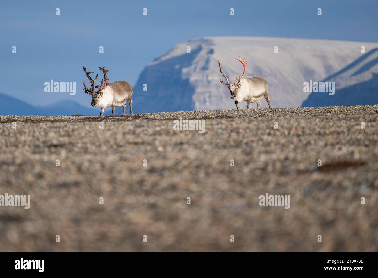 Svalbard reindeers (Rangifer tarandus platyrhynchus), male, bull with ...