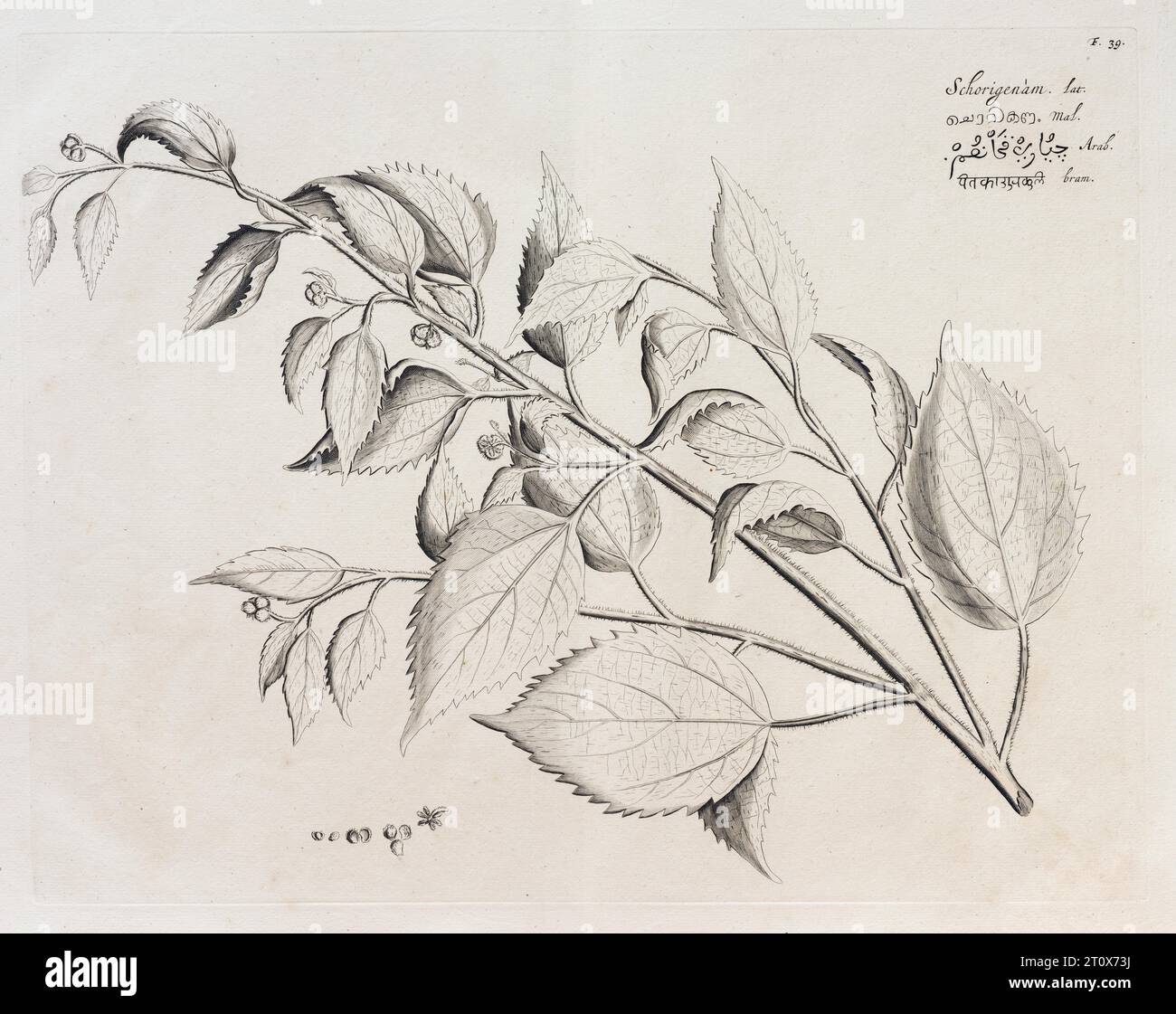 Schorigenam, copperplate engraving by Hendrik Adriaan van Rheede tot ...