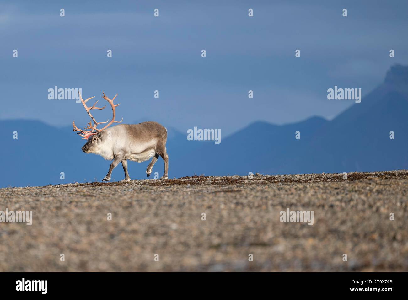 Svalbard Reindeer (Rangifer tarandus platyrhynchus), male, bull with ...