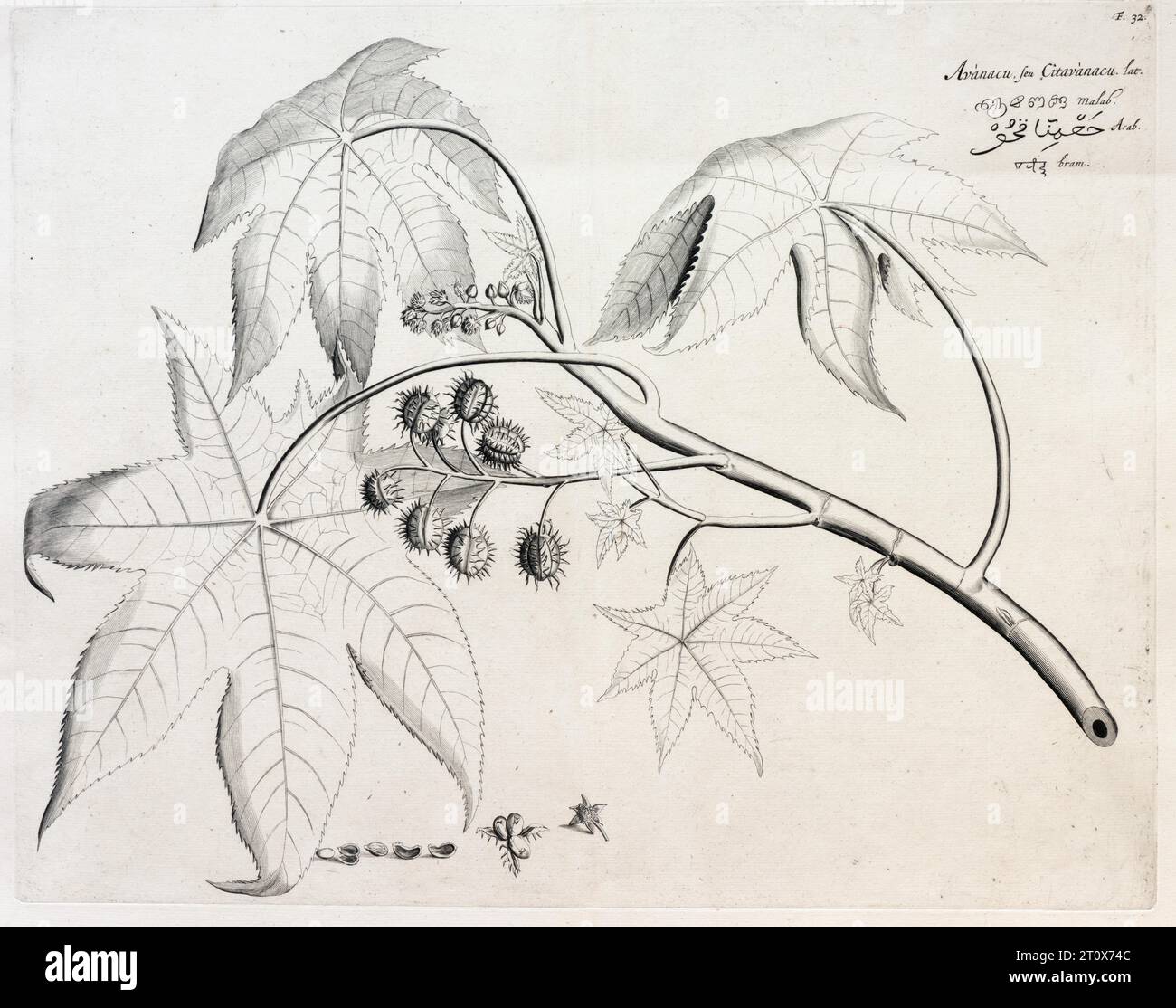 Aranacu Citaranacu, copperplate engraving by Hendrik Adriaan van Rheede ...