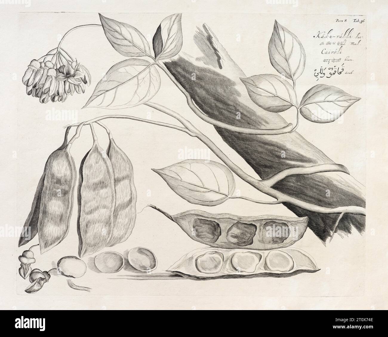 Kaku Valli, copperplate engraving by Hendrik Adriaan van Rheede tot ...