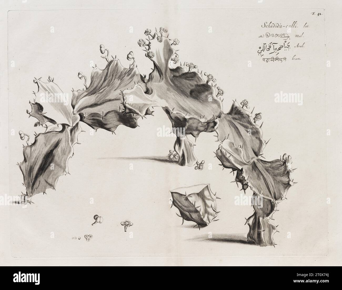 Schadida Calli, copperplate engraving by Hendrik Adriaan van Rheede tot ...