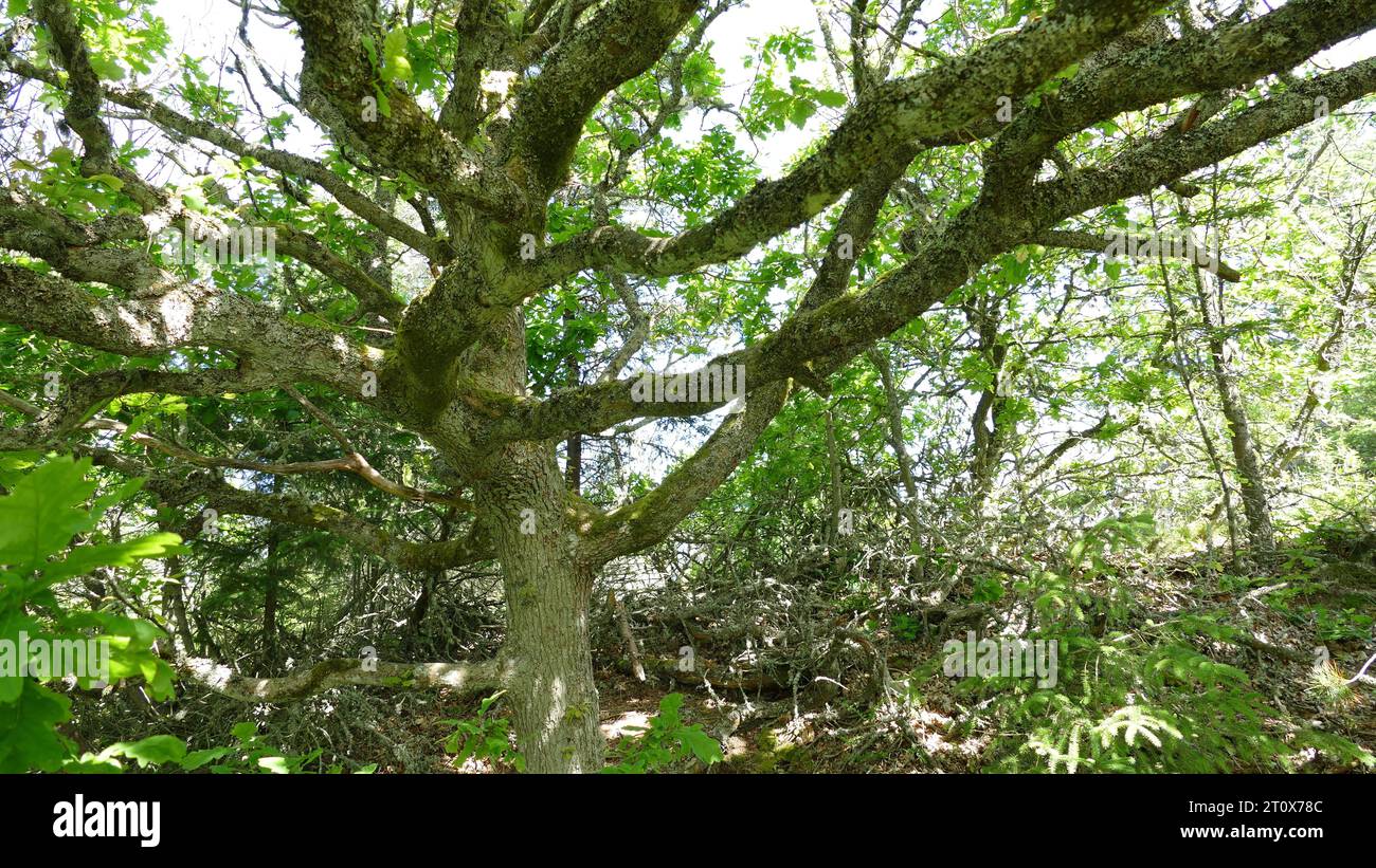 Old sand oak, oak, in Thy National Park, Denmark Stock Photo - Alamy