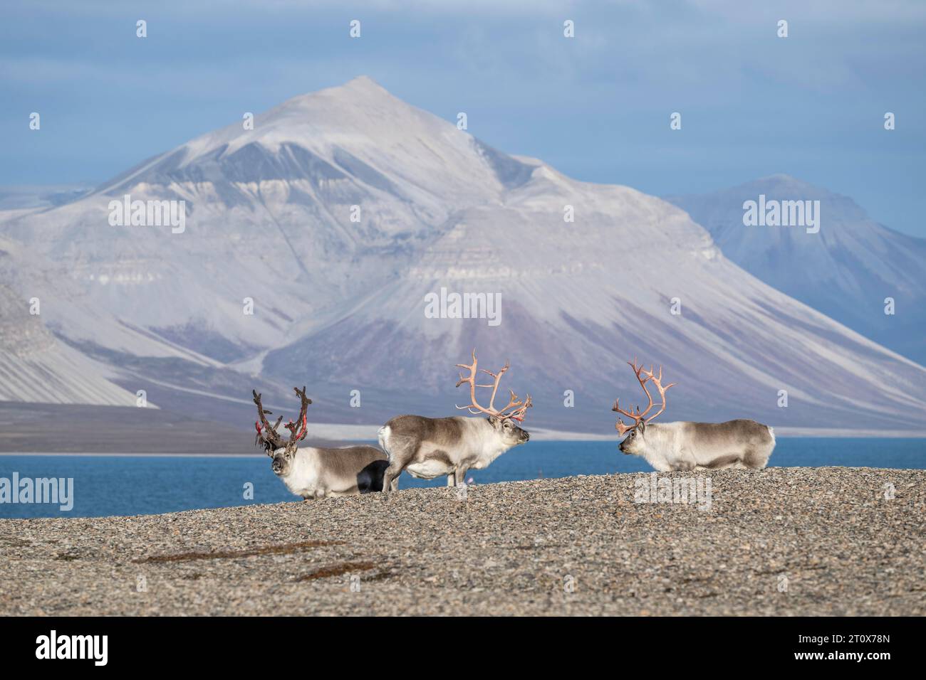 Svalbard reindeers (Rangifer tarandus platyrhynchus), male, bull with ...