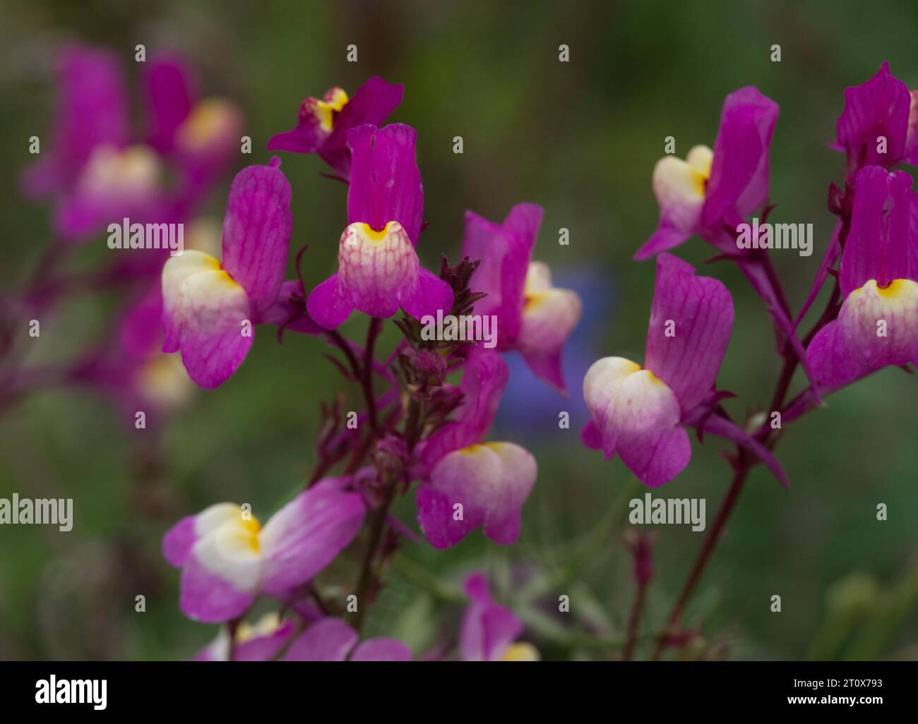 Moroccan toadflax (Linaria maroccana) in bright colour Stock Photo - Alamy