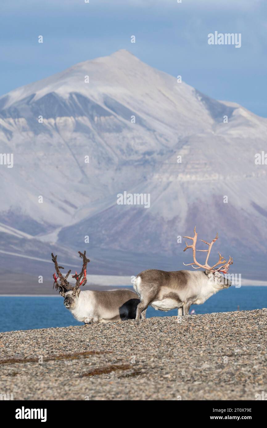 Svalbard reindeers (Rangifer tarandus platyrhynchus), male, bull with ...