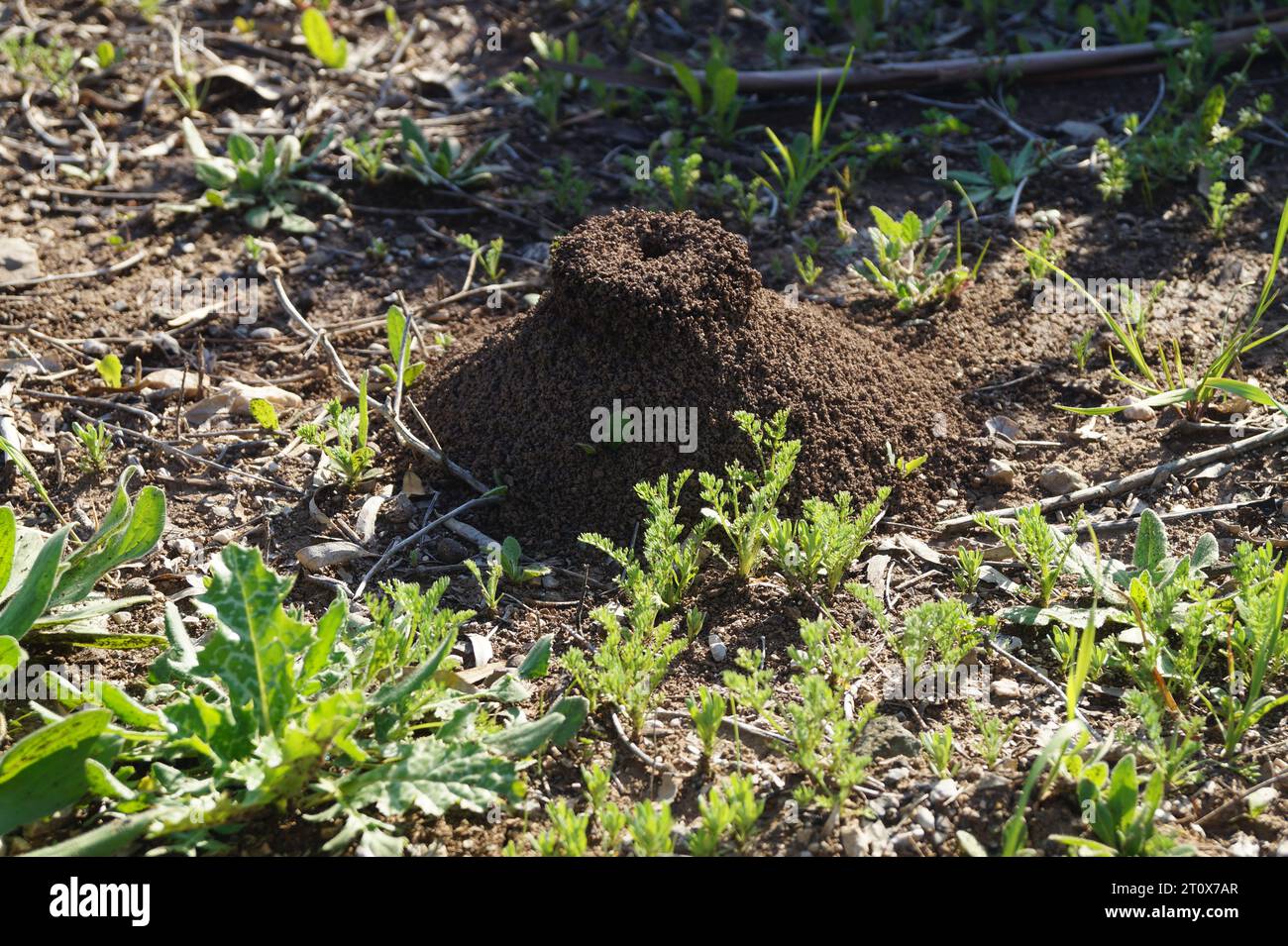 Anthill hole hi-res stock photography and images - Alamy