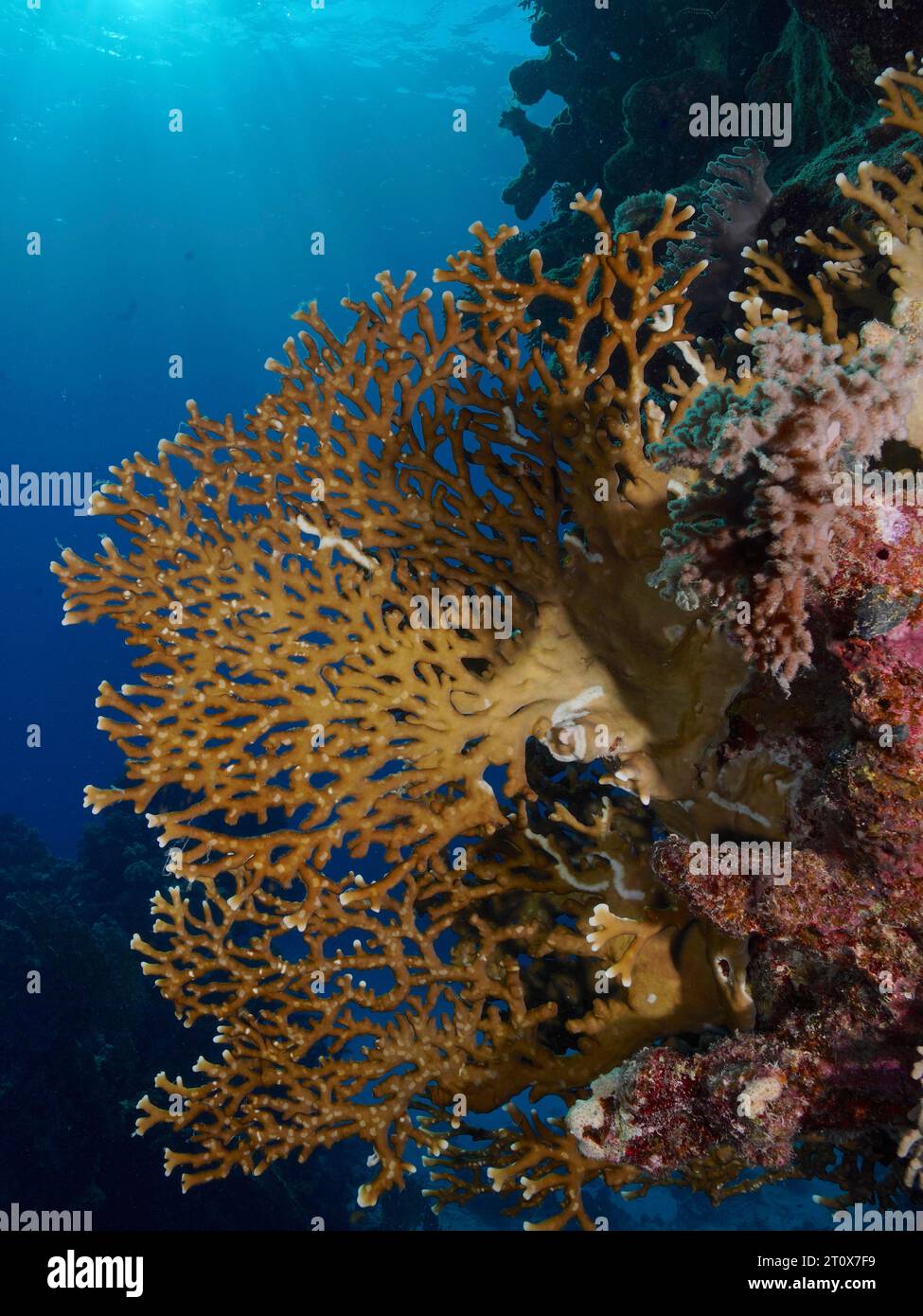 Net fire coral (Millepora dichotoma), backlit net fire coral, sun rays ...