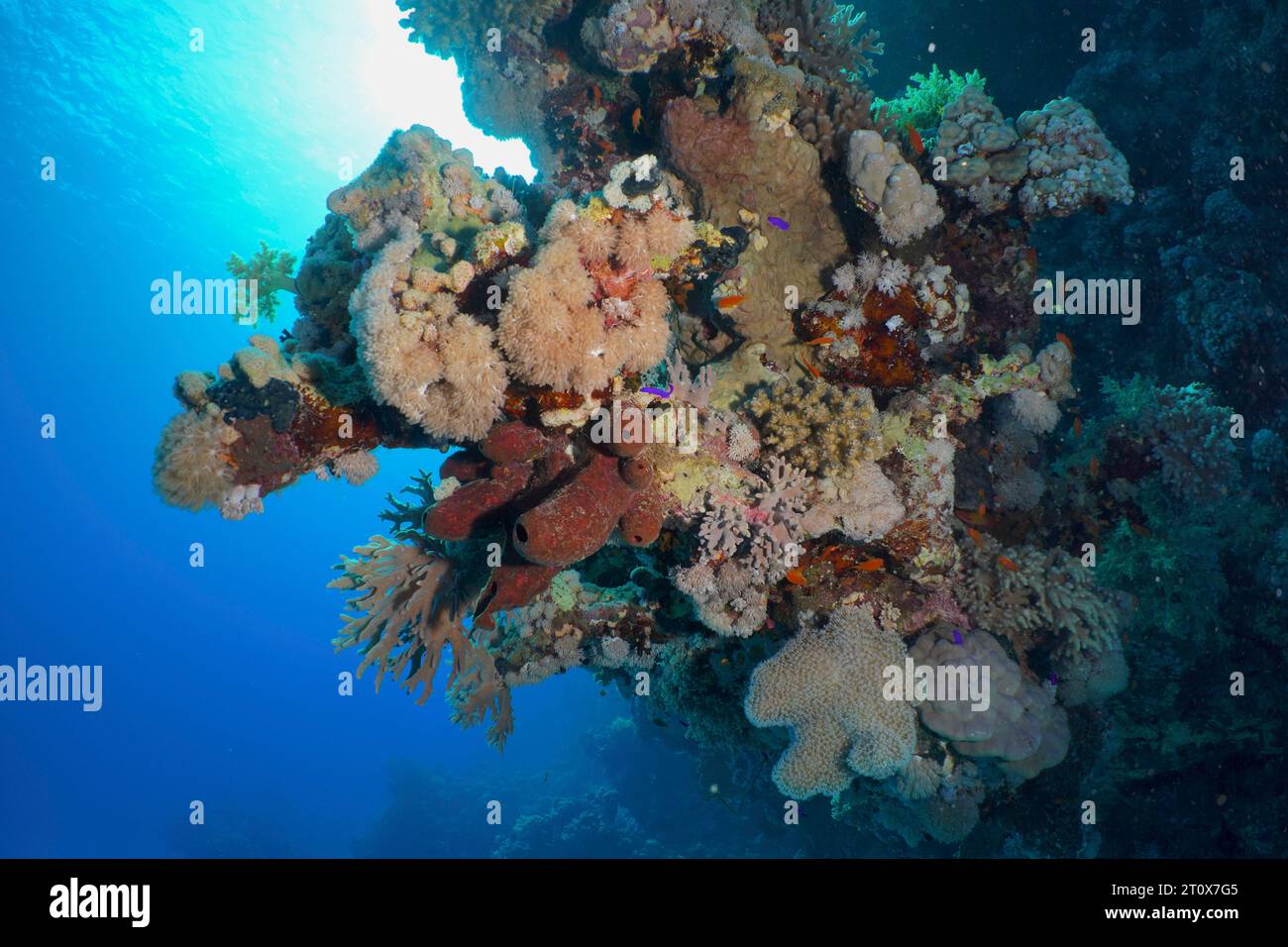 Steep wall covered with hard corals, soft corals and sponges. Dive site ...