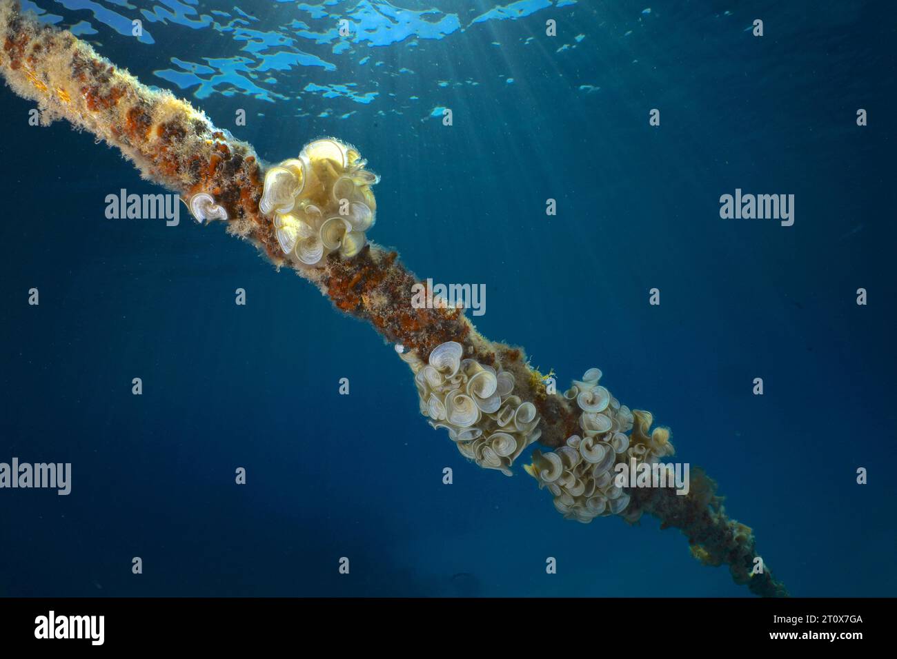 Ear funnel alga (Padina Gymnospora), alga, on a ship's rope, backlit ...
