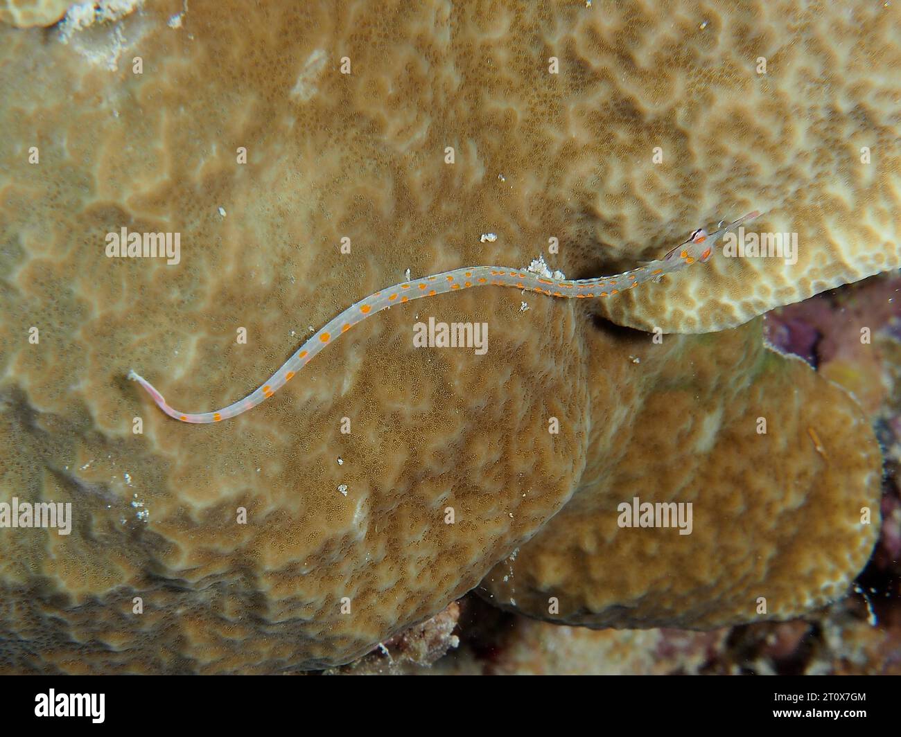 Black-breasted pipefish (Corythoichthys nigripectus) on stone coral ...