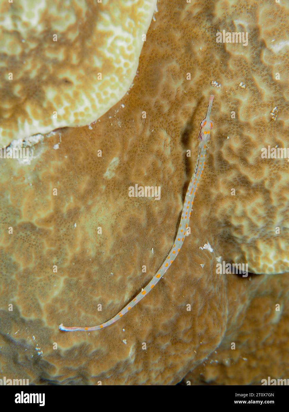 Black-breasted pipefish (Corythoichthys nigripectus) on stone coral ...