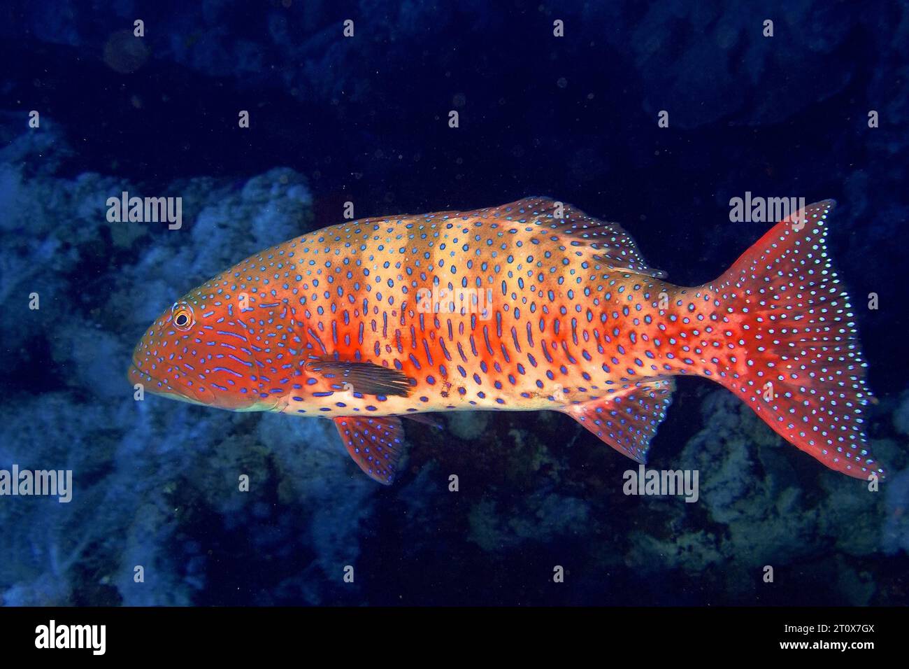 Red Sea trout perch (Plectropomus pessuliferus marisrubri), Dangerous ...