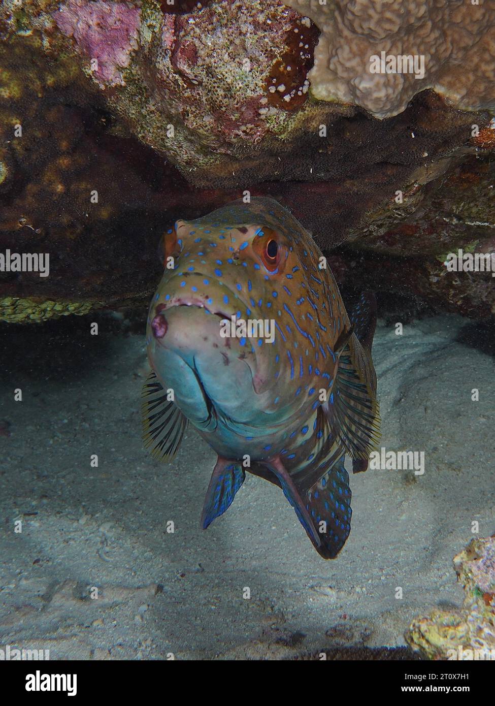 Red Sea trout perch (Plectropomus pessuliferus marisrubri) at night ...