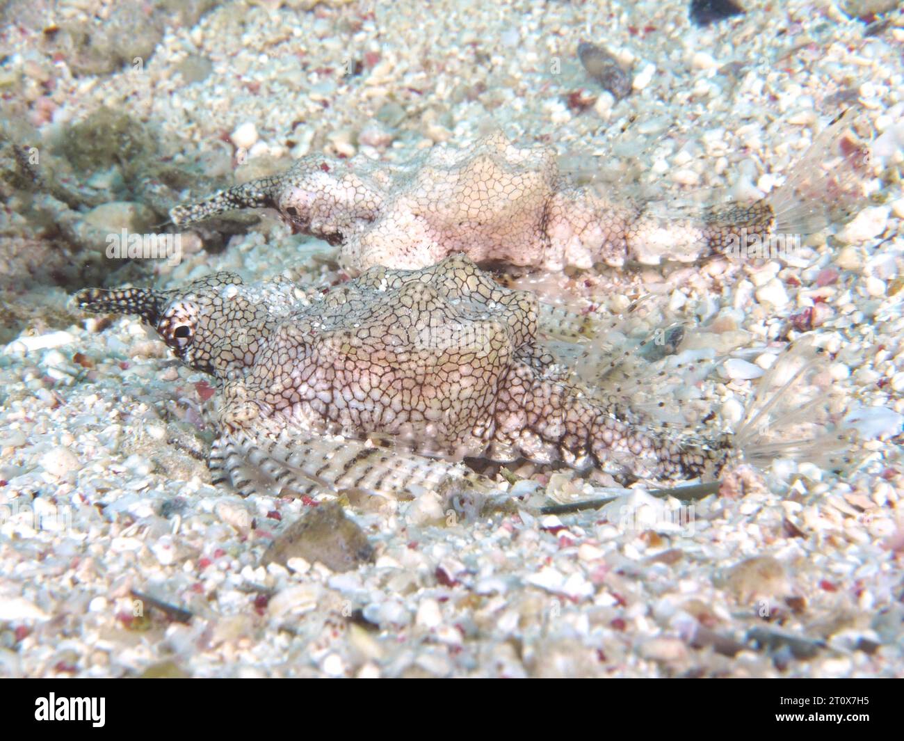 Little dragonfish (Eurypegasus draconis), House Reef Dive Site ...
