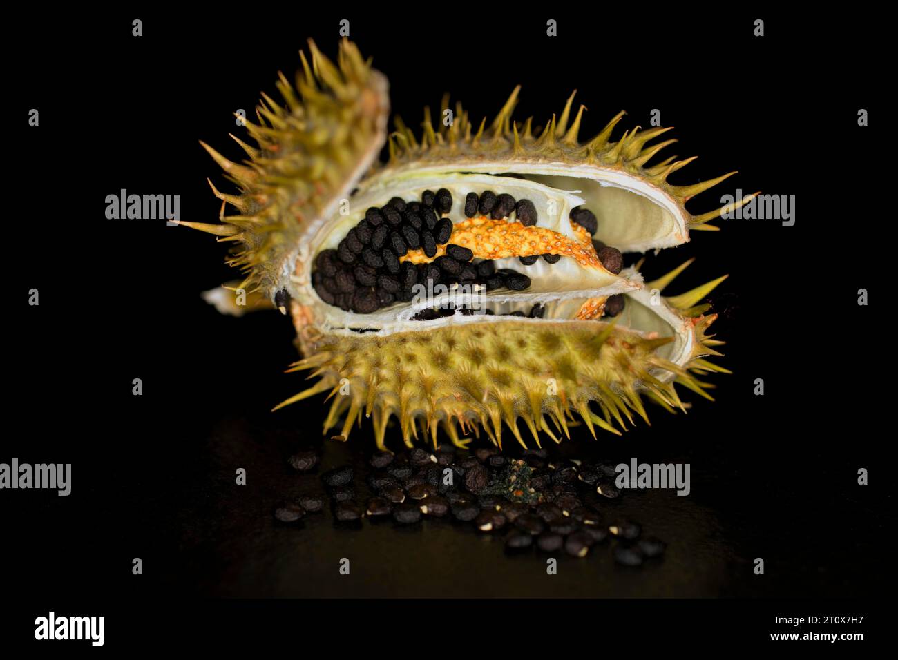 Opened seedpod with seeds of a poisonous (datura), studio photograph ...