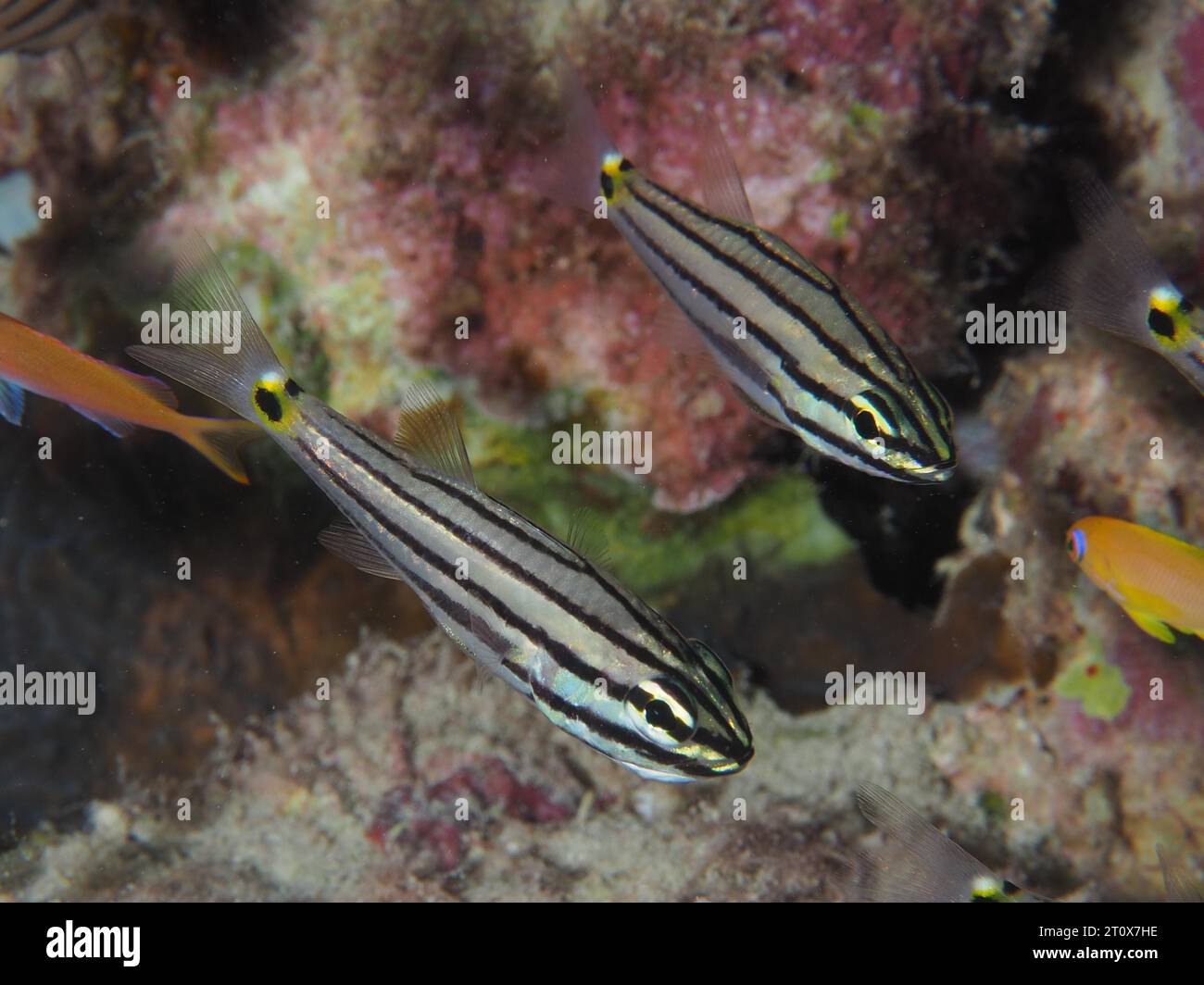 Two-spotted cardinalfish (Cheilodipterus novemstriatus), Dive site ...
