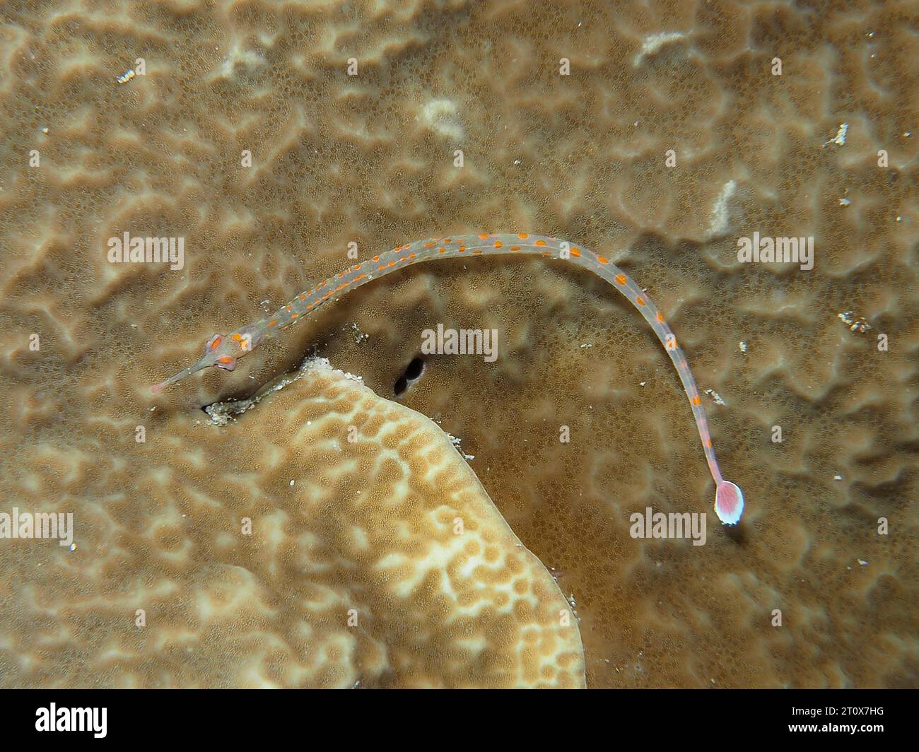 Black breasted pipefish hi-res stock photography and images - Alamy