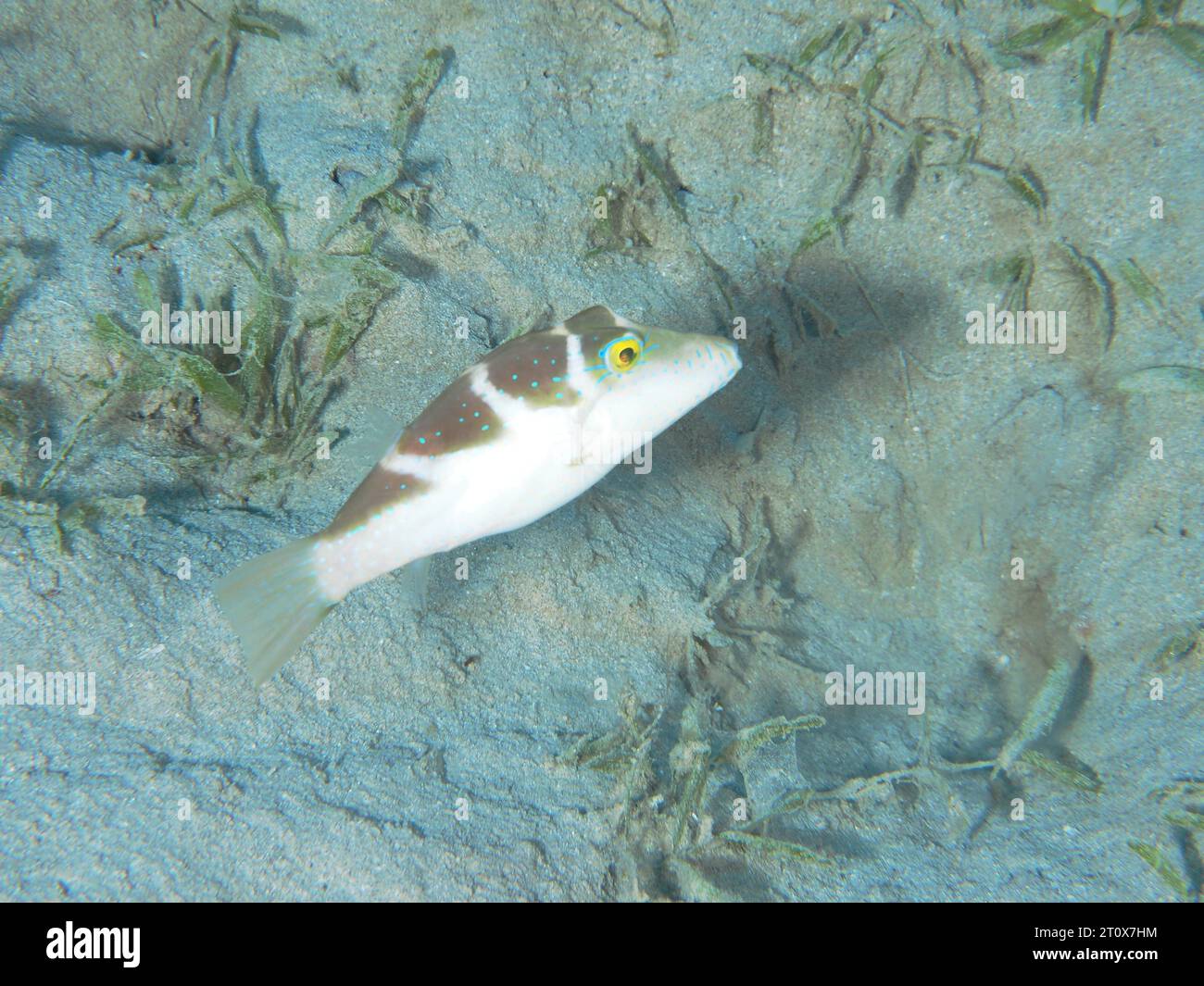 Pointed puffer fish (Canthigaster cyanospilota), House reef dive site ...