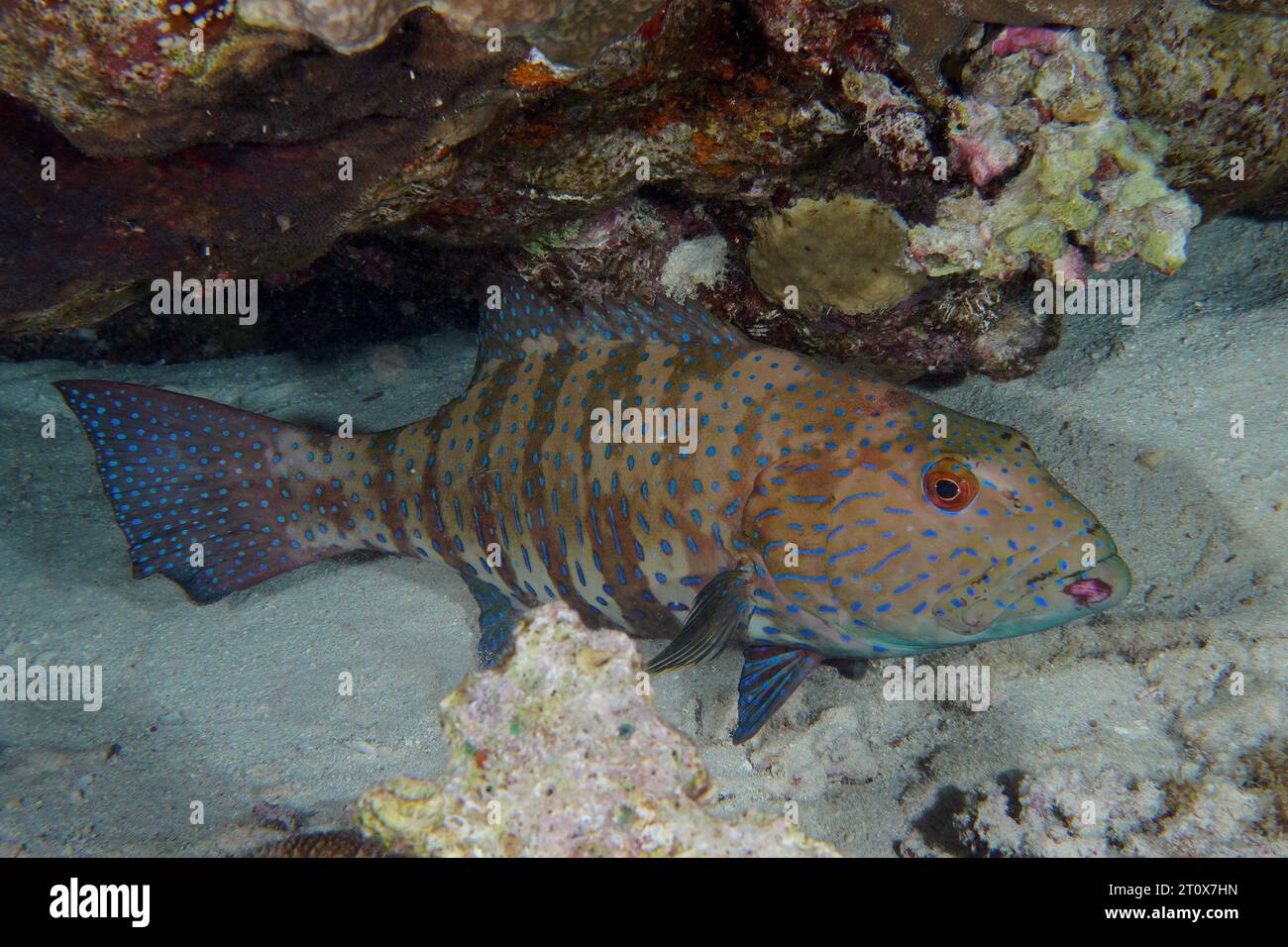 Red Sea trout perch (Plectropomus pessuliferus marisrubri) at night ...