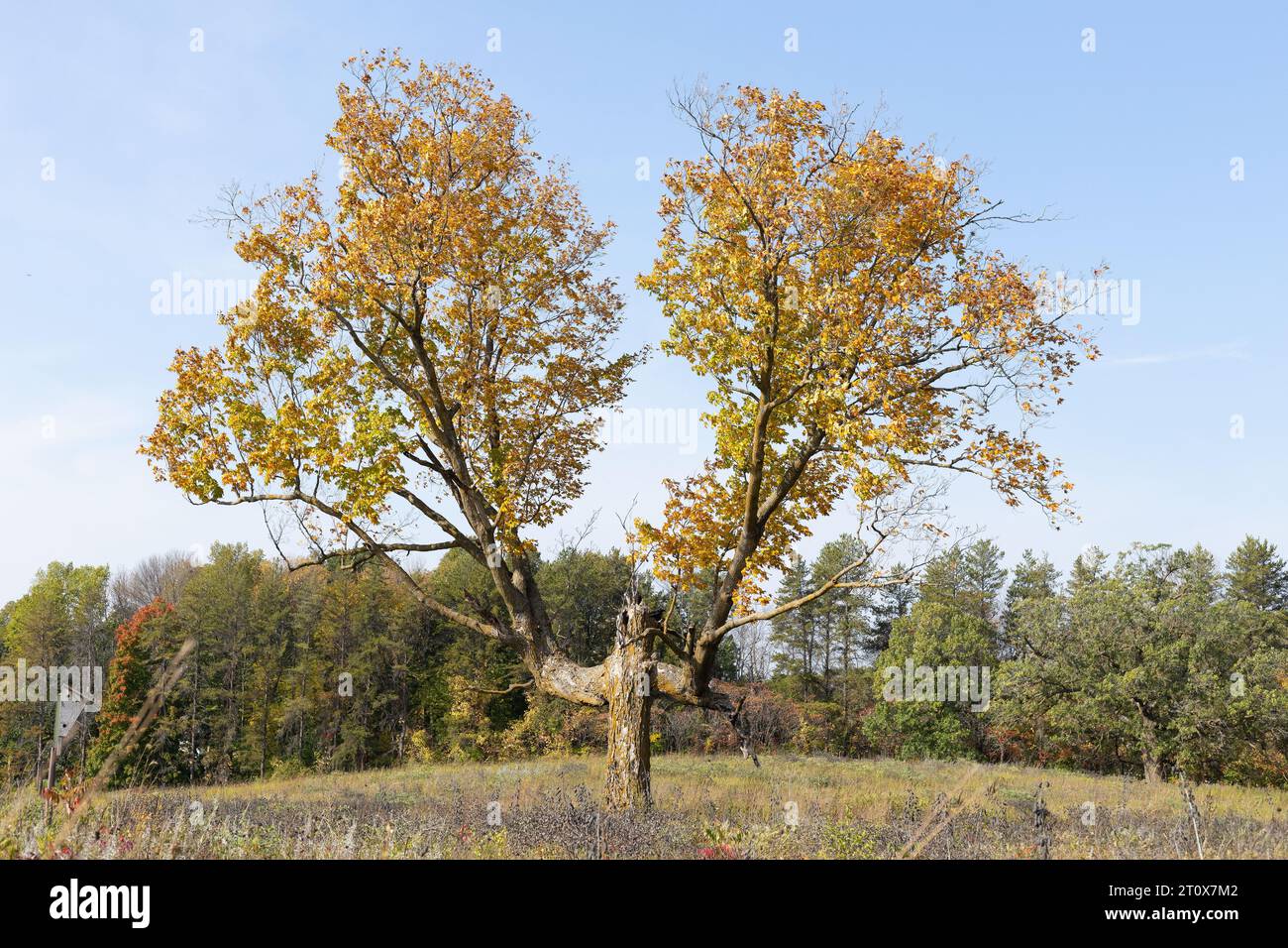 A large unusual tree with two distinct branches that extend upward ...