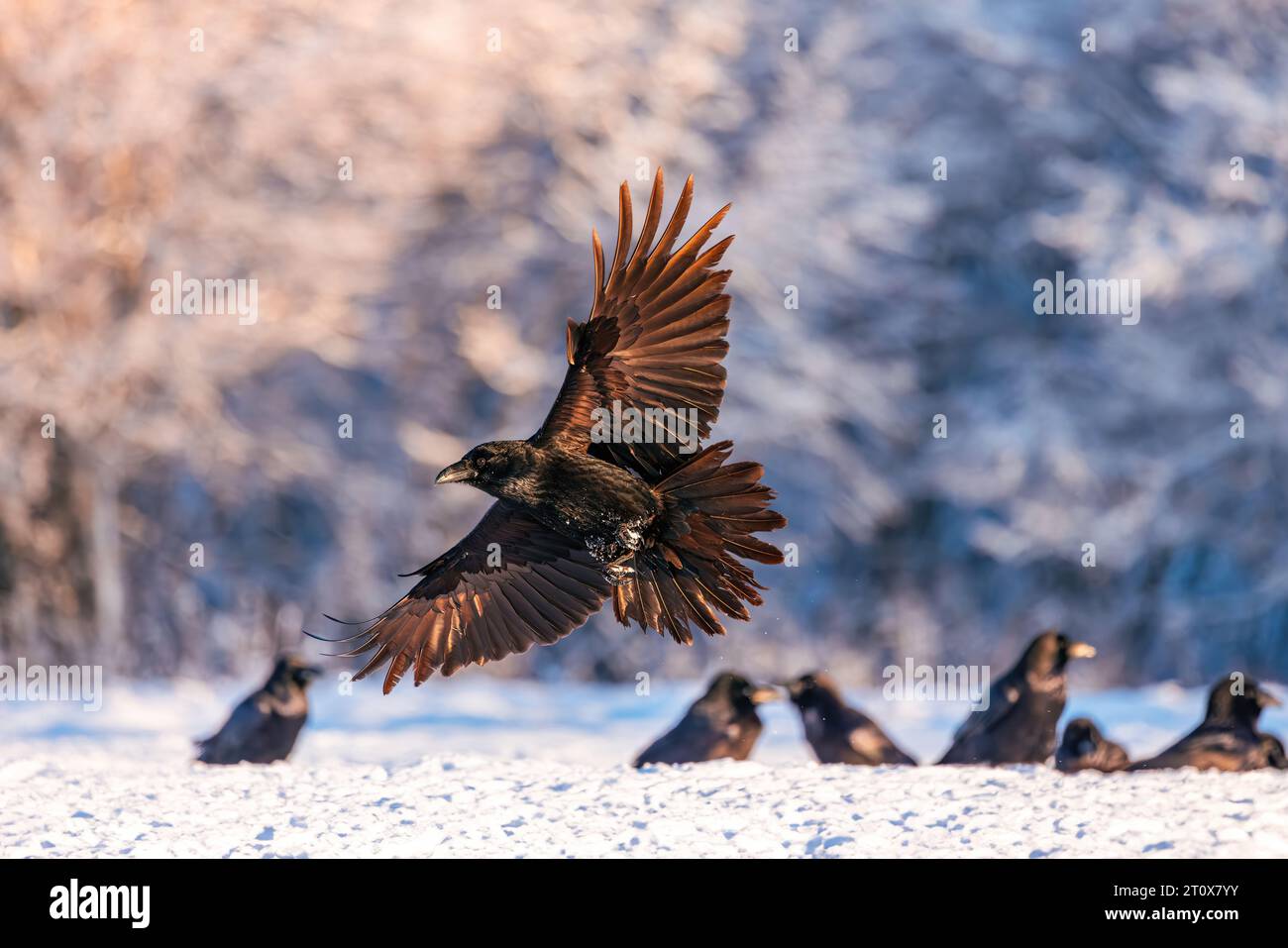 Flying black raven bird (Corvus corax) with open wings and snow flakes ...