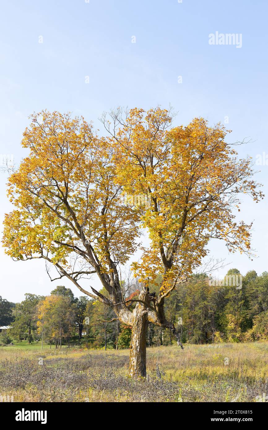 Two distinct branches hi-res stock photography and images - Alamy