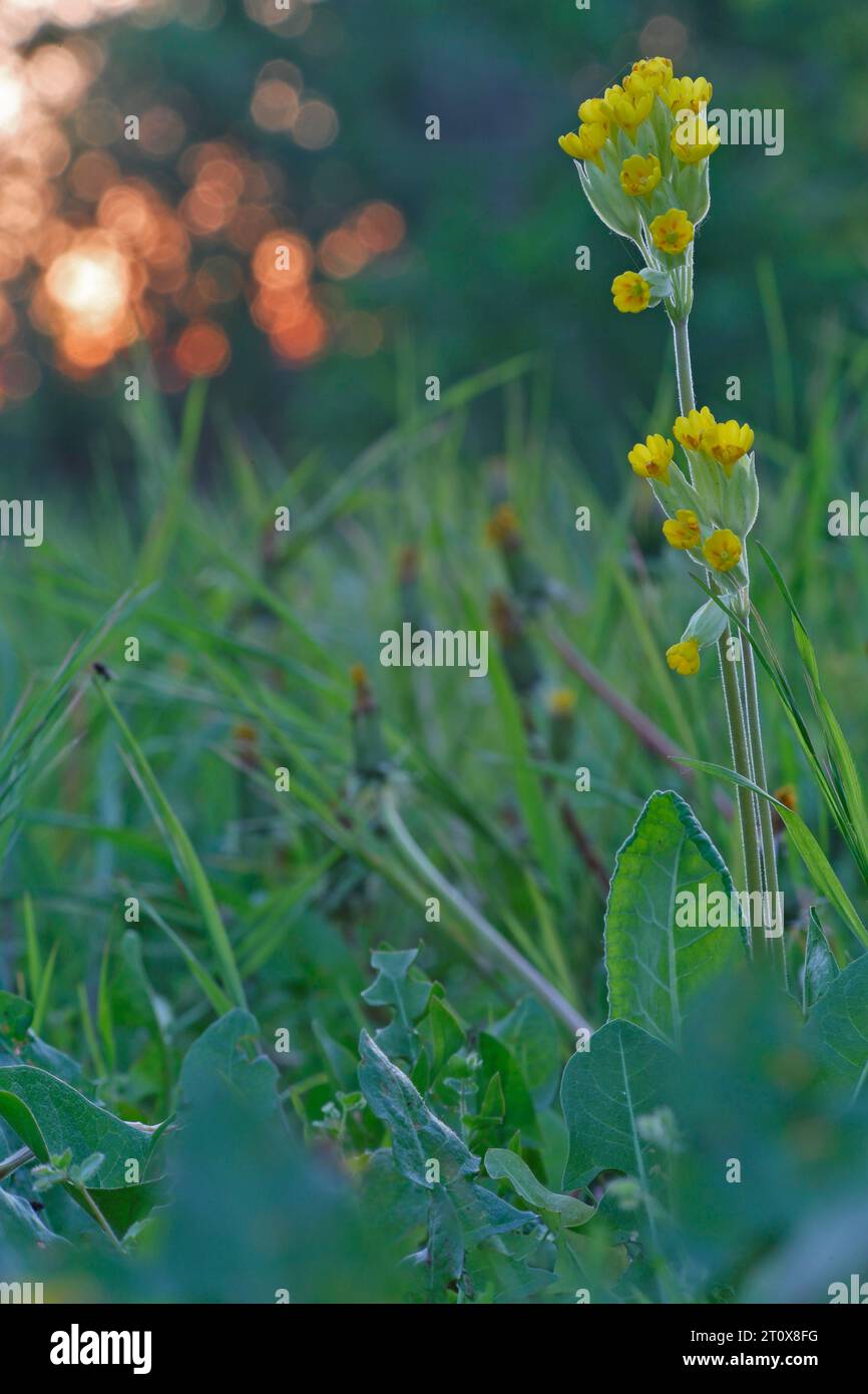 Cowslip (Primula veris), backlit flower, medicinal plant, Peene Valley ...